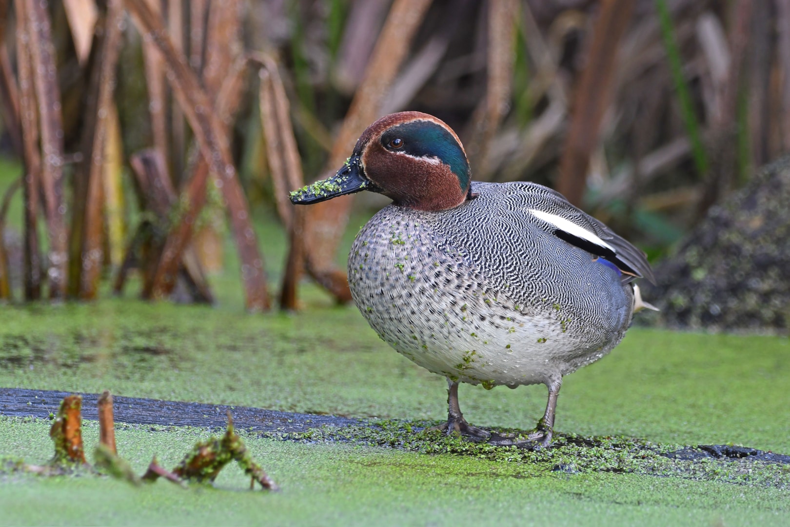 Eurasian Teal by Neil Loverock - BirdGuides