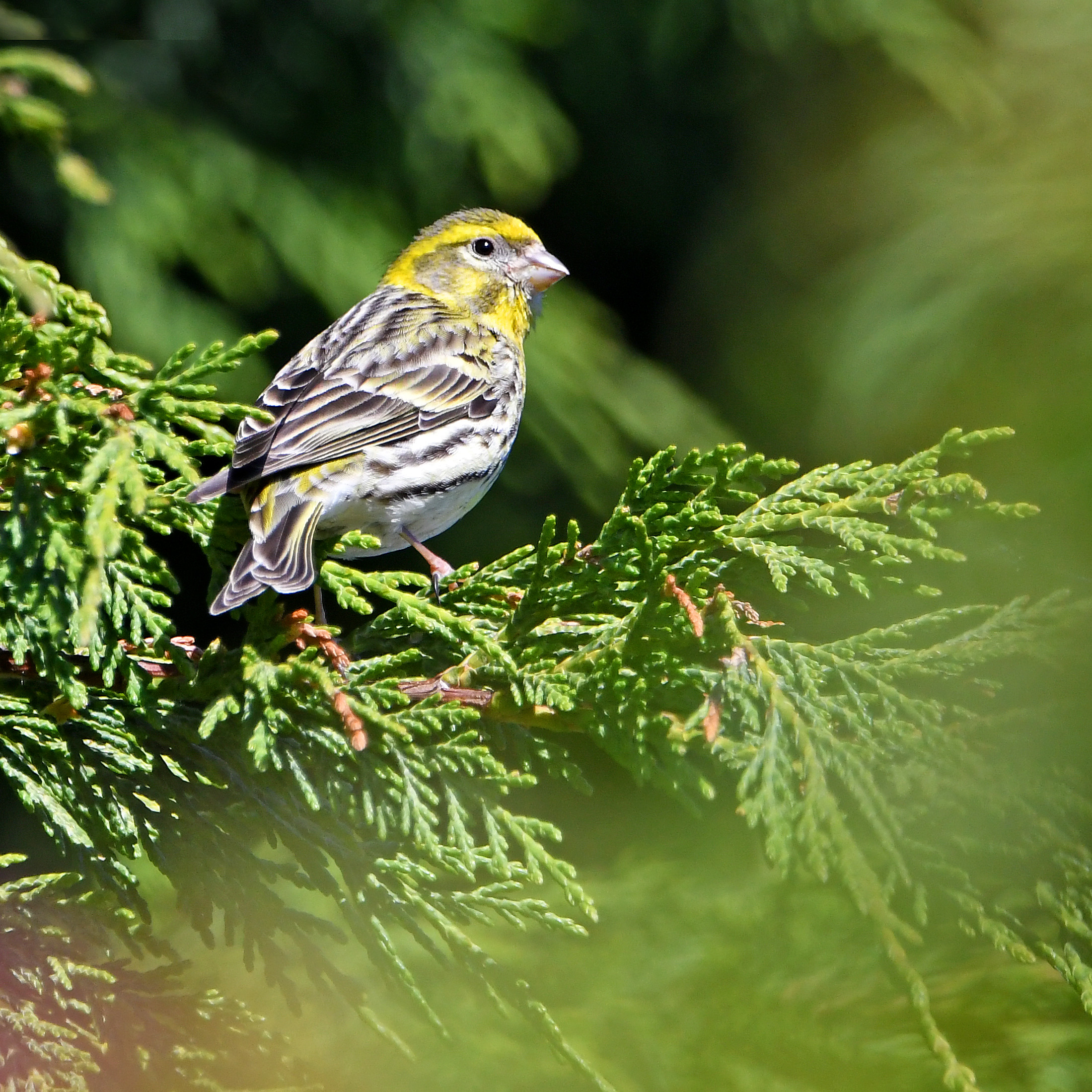Details : European Serin - BirdGuides