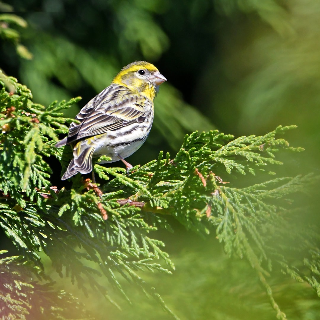European Serin by Neil Loverock - BirdGuides