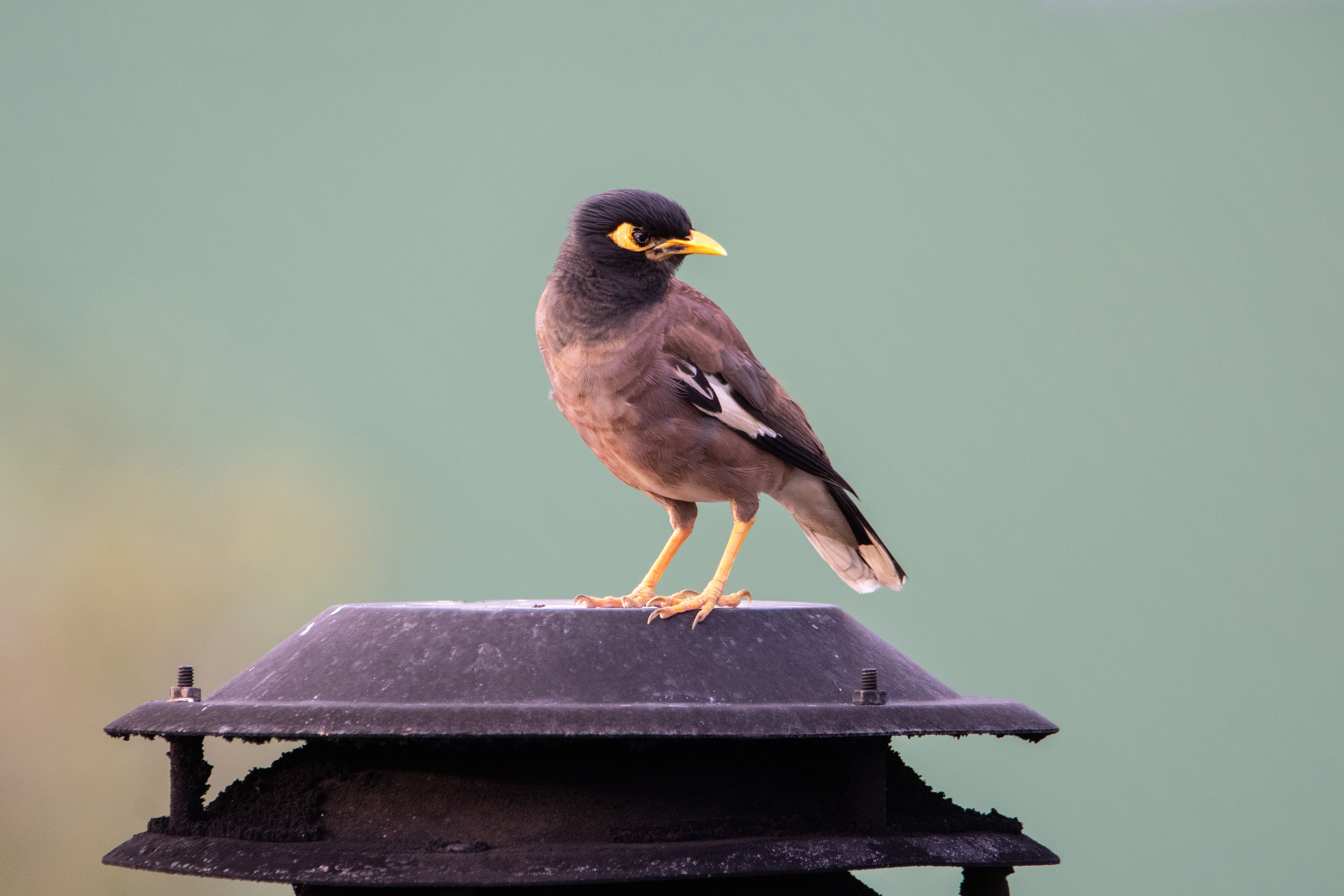 Common Myna by Neil Loverock - BirdGuides