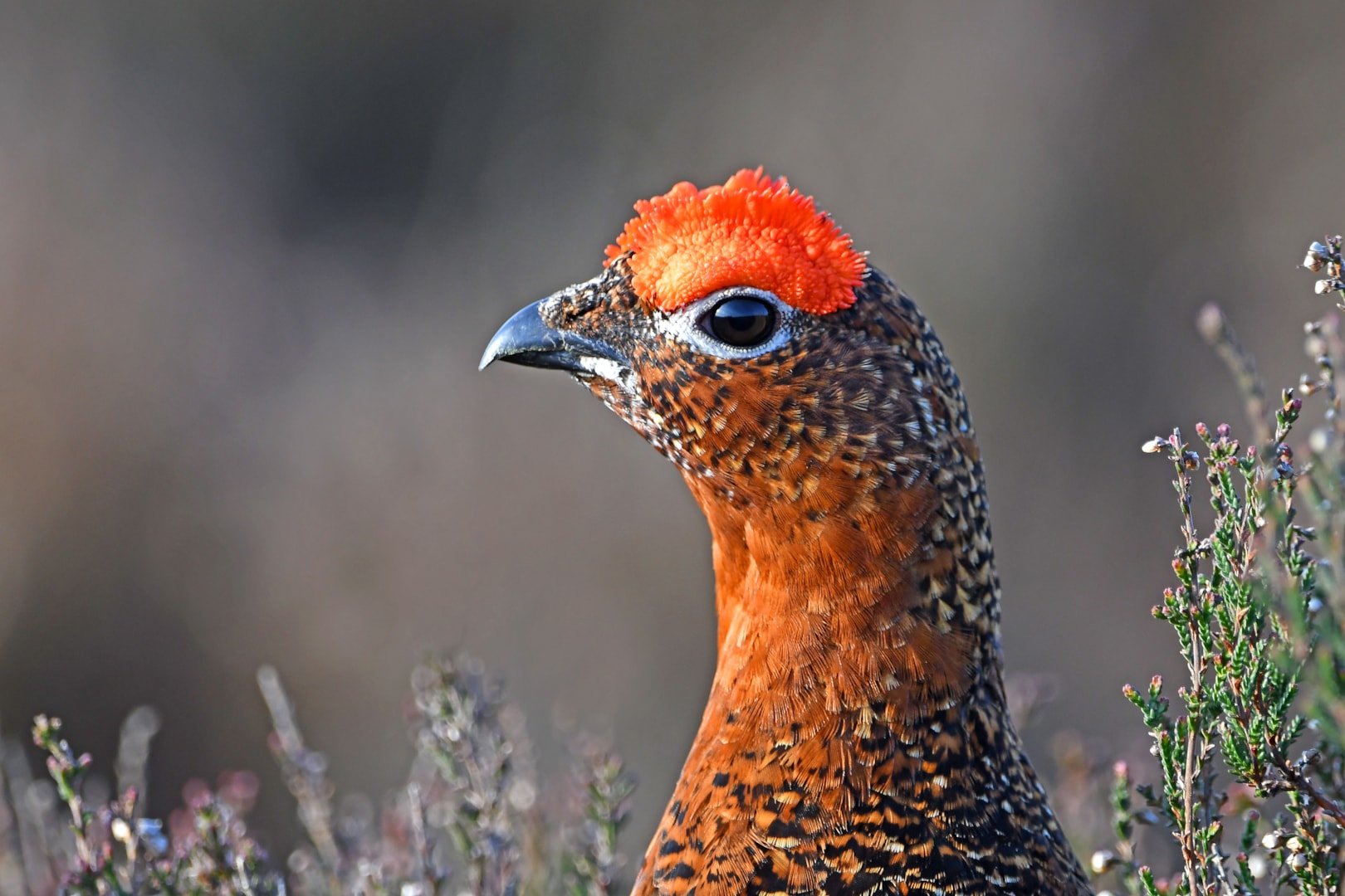 Red Grouse by Neil Loverock - BirdGuides