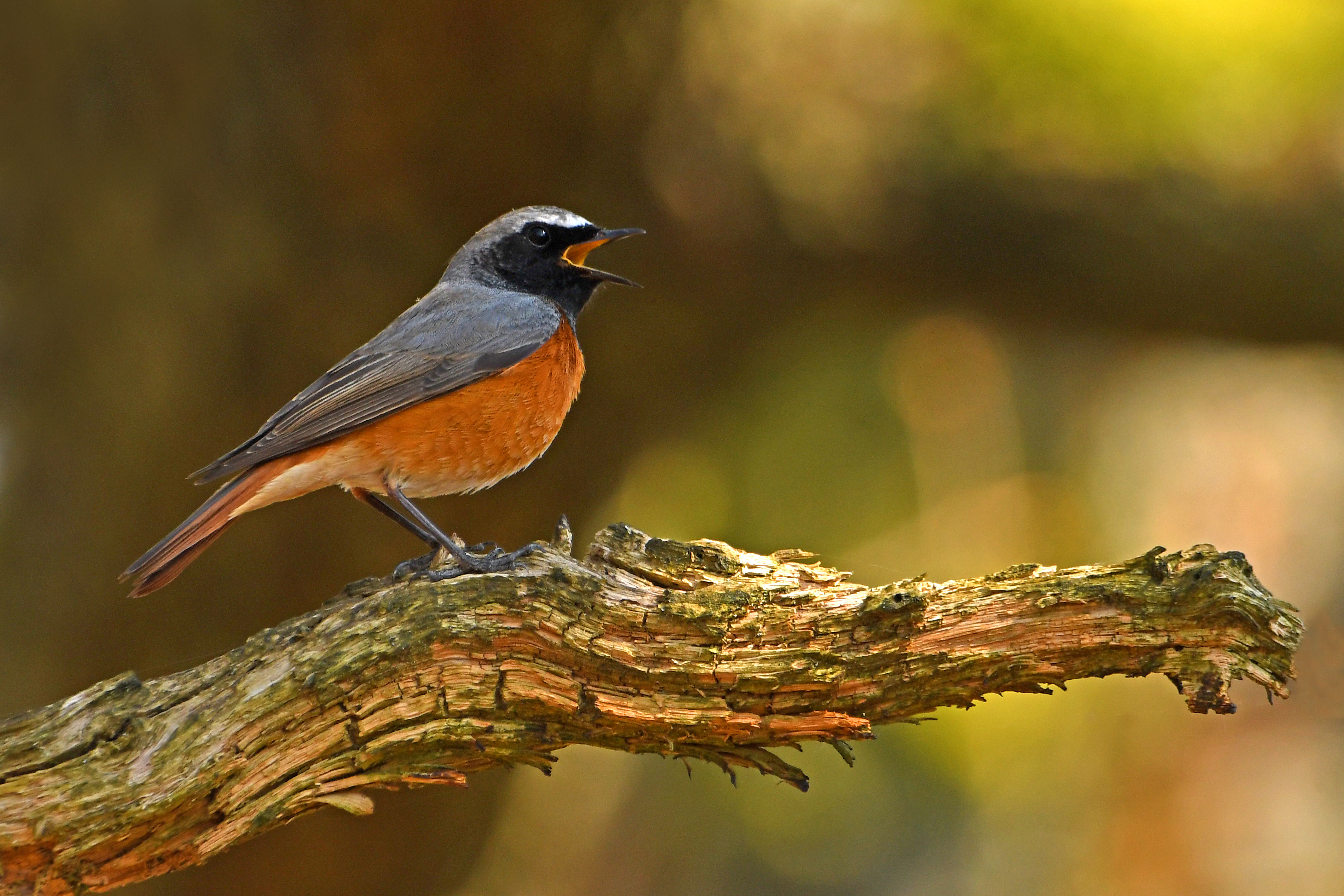 Common Redstart by Neil Loverock - BirdGuides