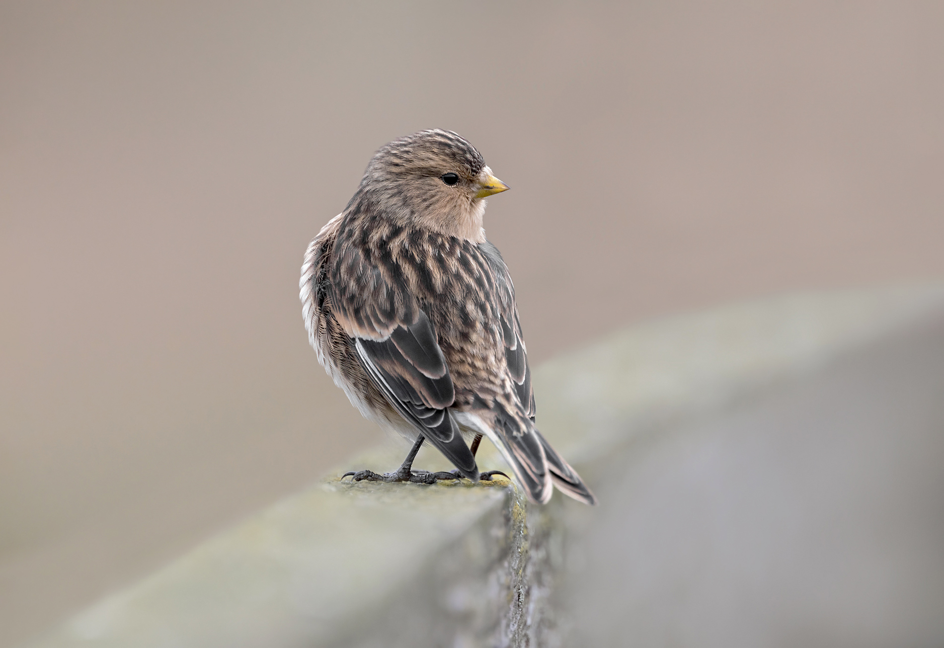 Twite by Douglas Dickson - BirdGuides