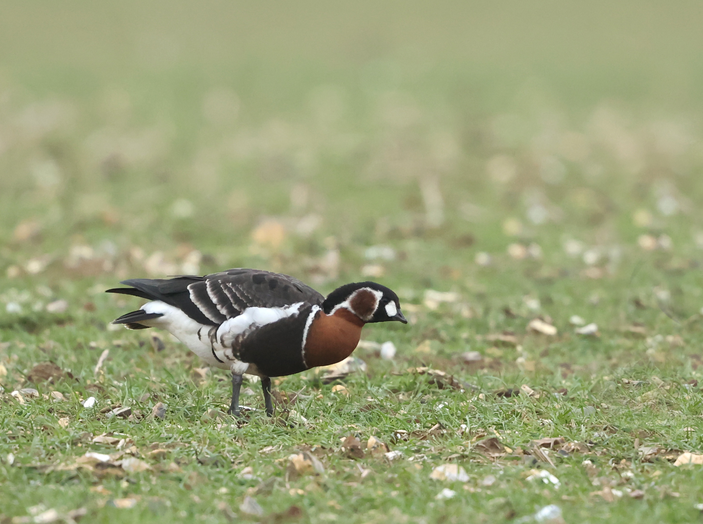 Red-breasted Goose by Mark Leitch - BirdGuides