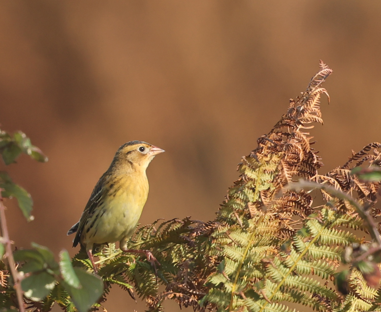 Bobolink by Mark Leitch - BirdGuides
