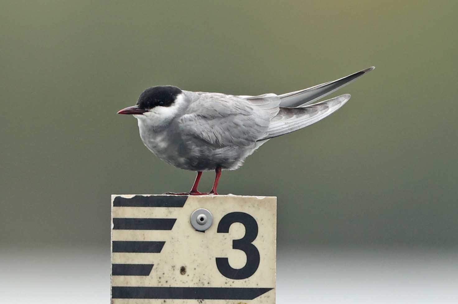 Whiskered Tern by Mark Leitch - BirdGuides