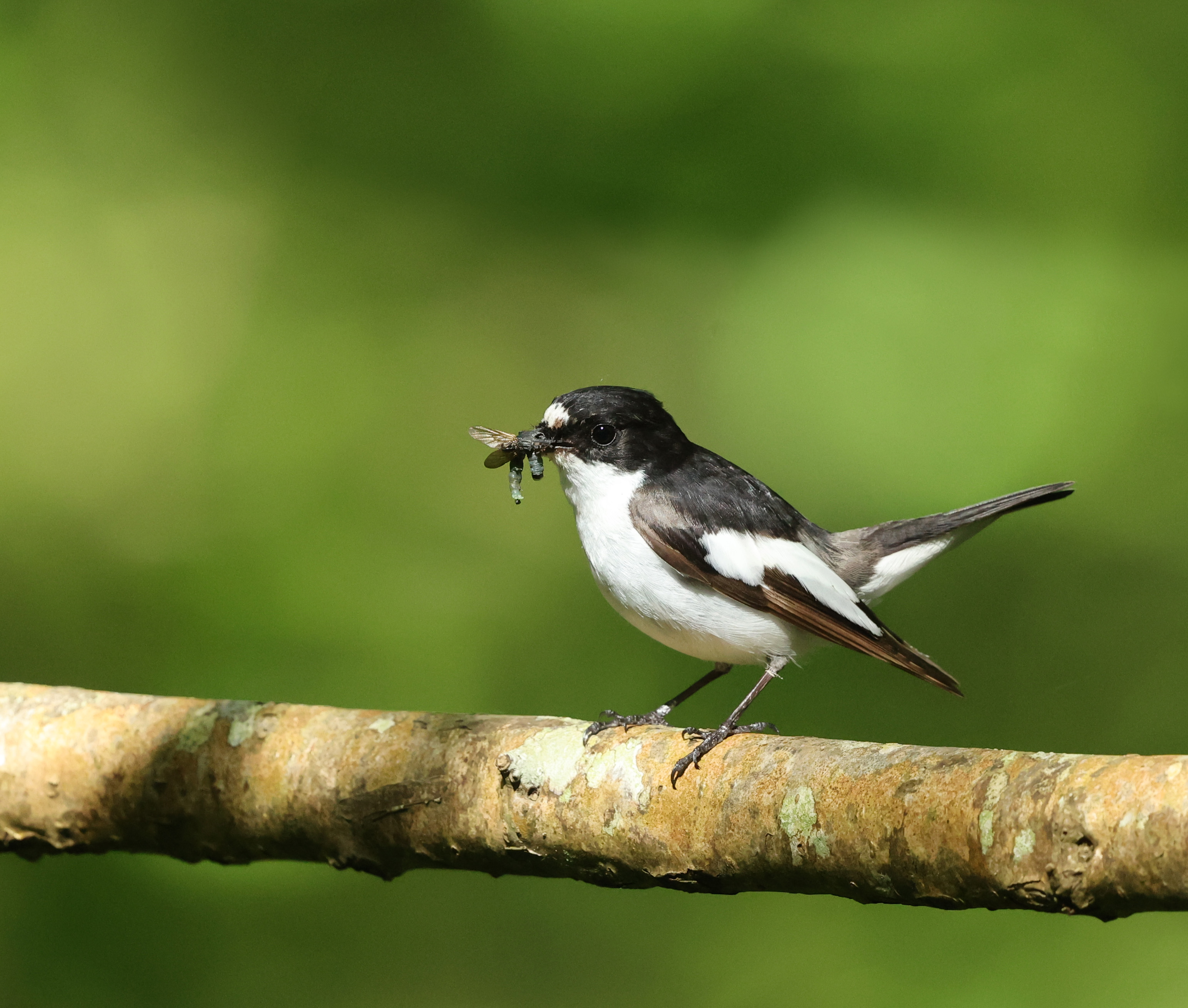 Record breeding season for Pied Flycatcher on RSPB land - BirdGuides