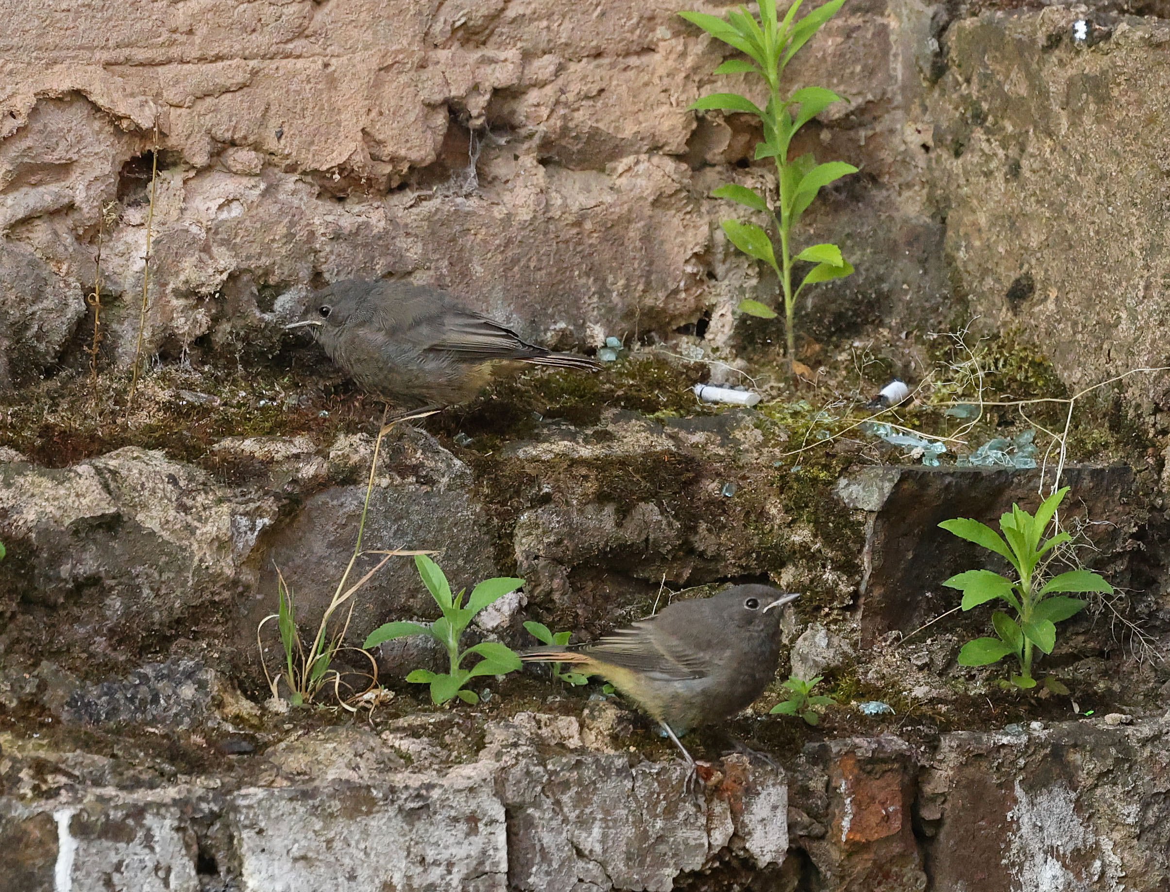 Birmingham Birdwatching Site - BirdGuides