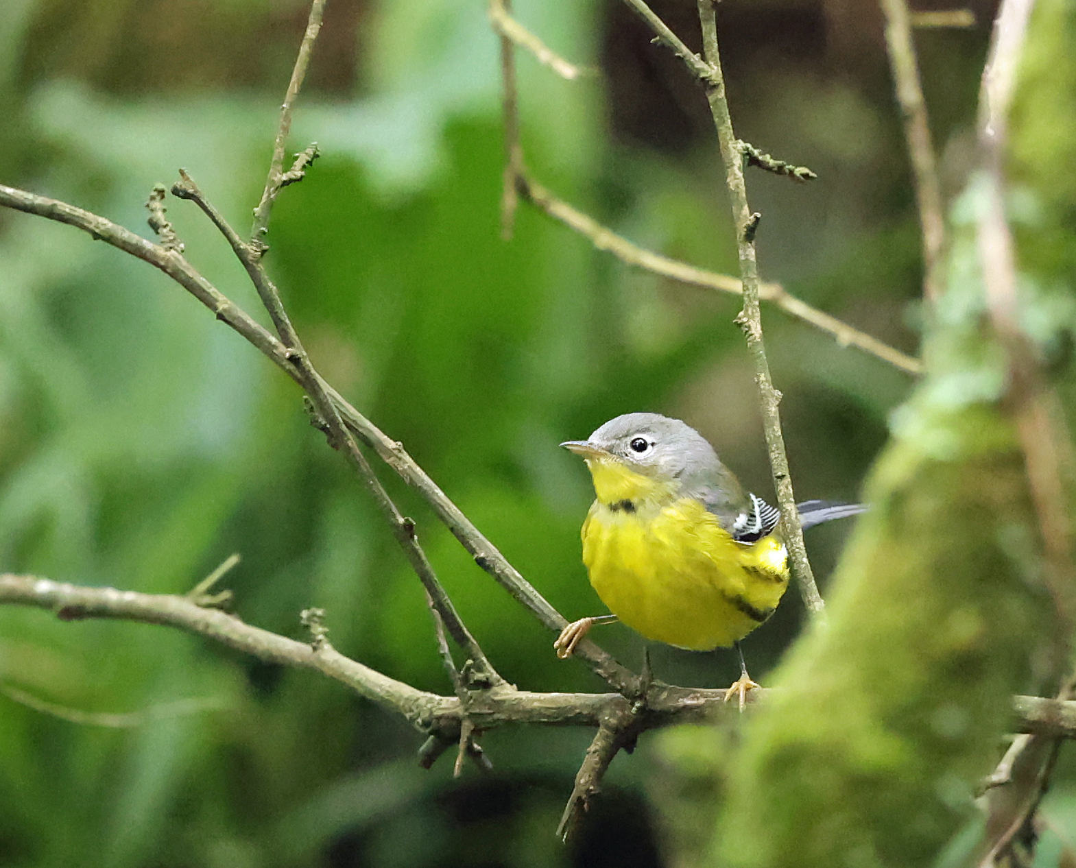 Magnolia Warbler by Mark Leitch - BirdGuides