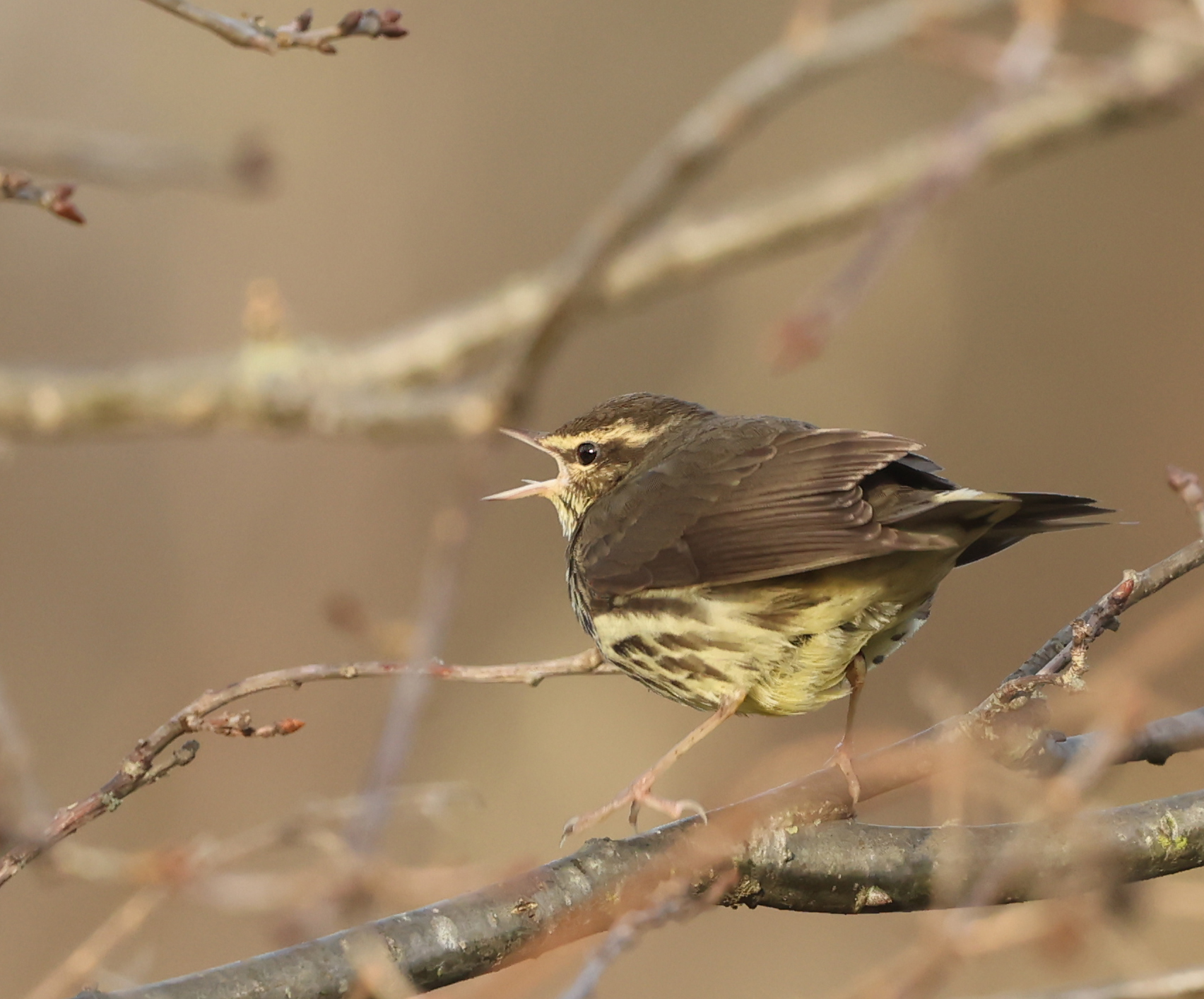 Northern Waterthrush by Mark Leitch - BirdGuides