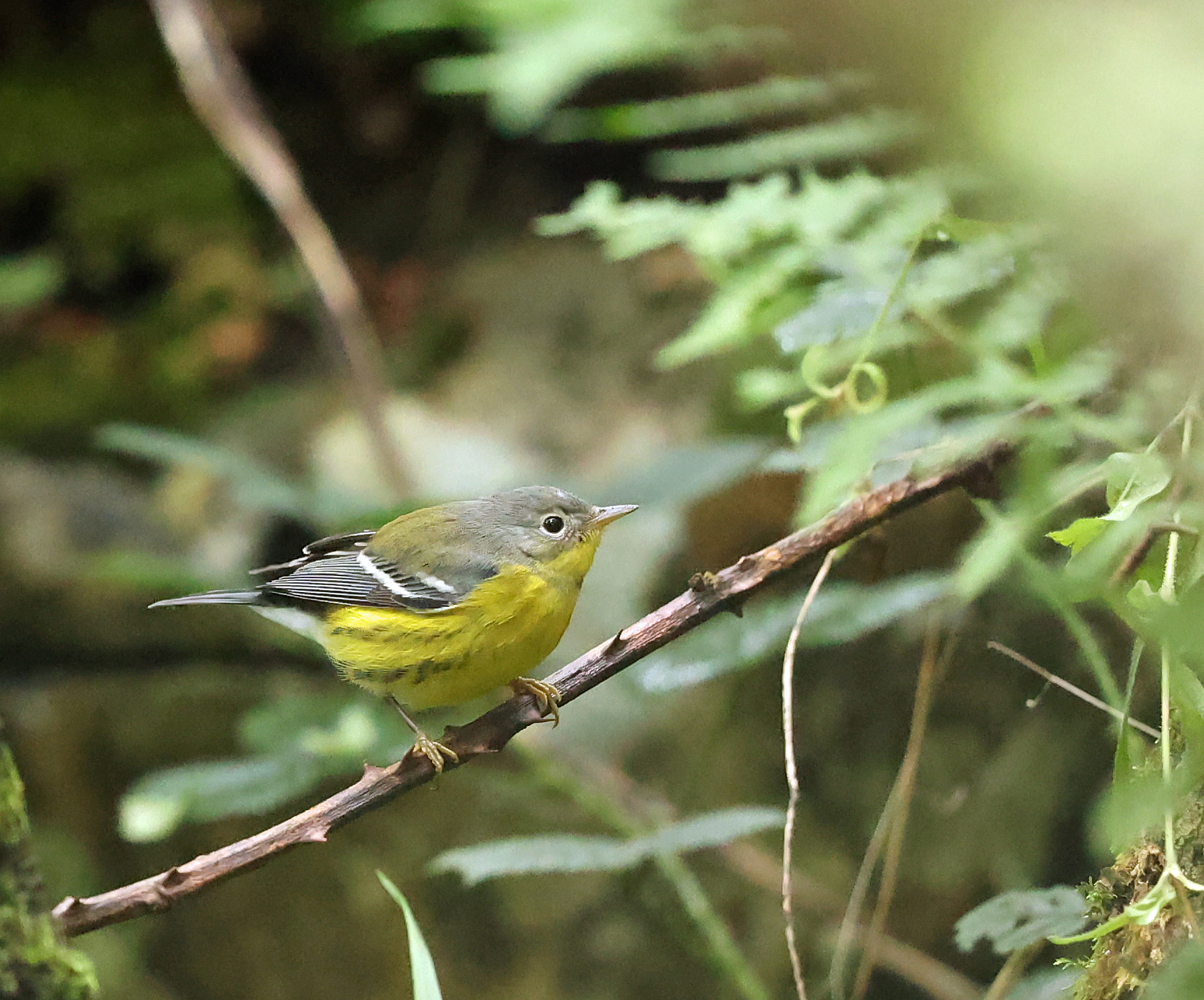 Magnolia Warbler by Mark Leitch - BirdGuides