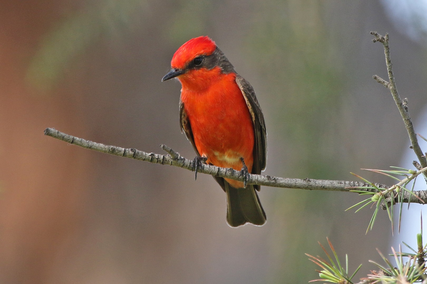 Vermilion Flycatcher by Alexander Viduetsky - BirdGuides