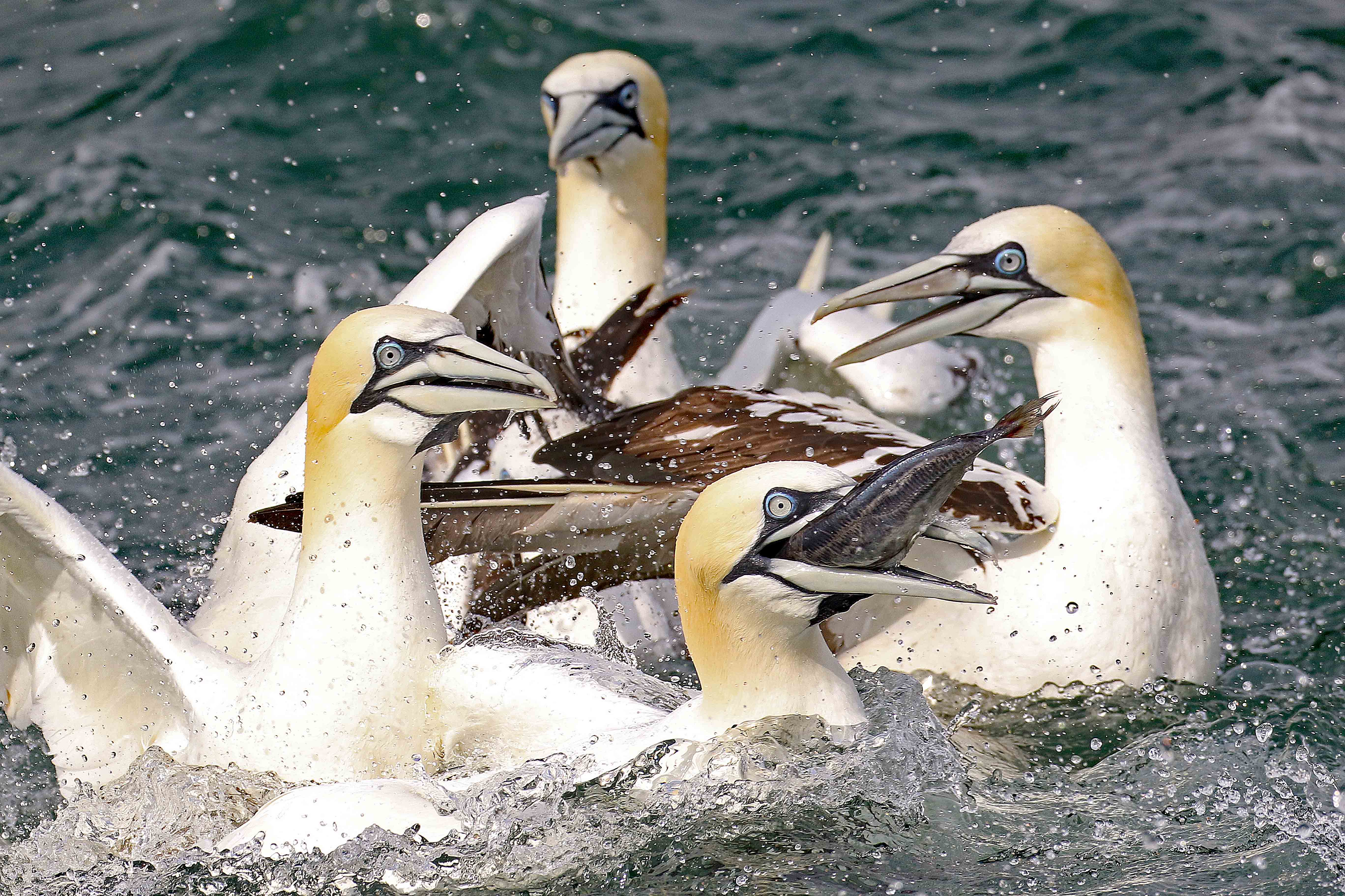 Northern Gannet by Christopher Bell - BirdGuides
