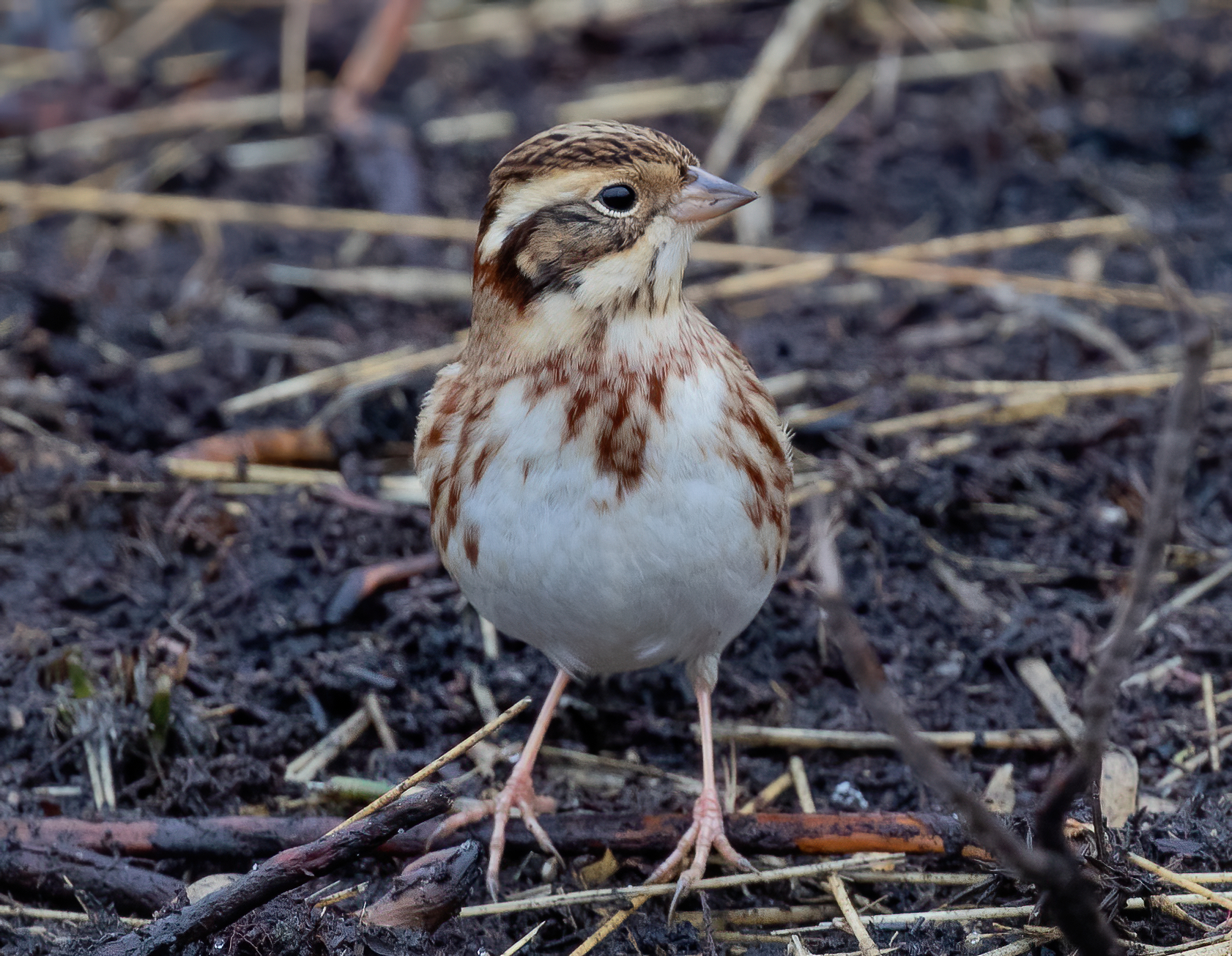 Rustic Bunting by Neil Hilton - BirdGuides