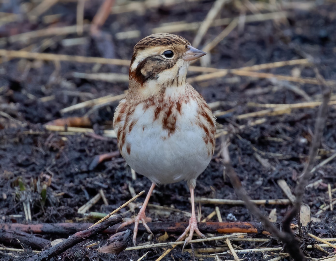 Rustic Bunting by Neil Hilton - BirdGuides
