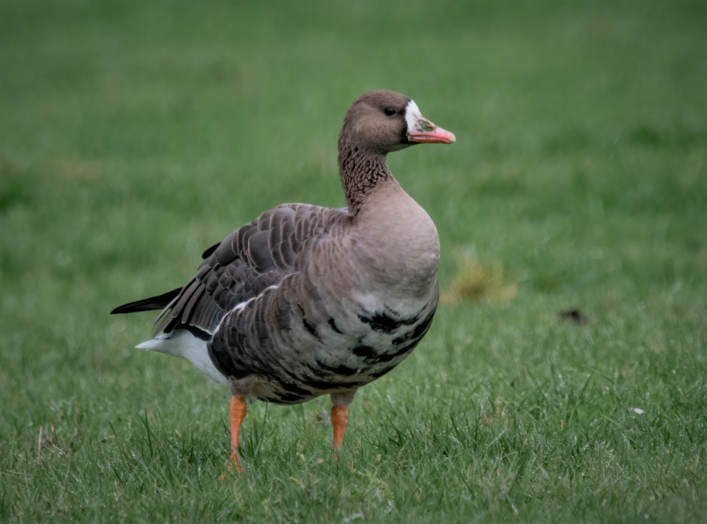 Russian White-fronted Goose by Neil Hilton - BirdGuides