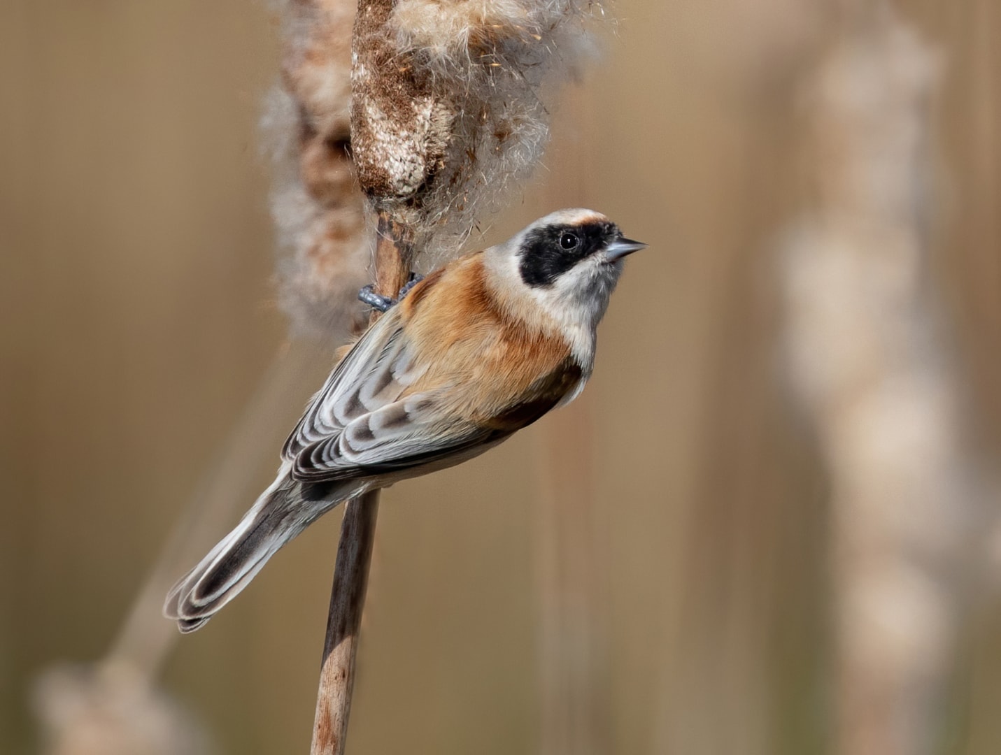 Eurasian Penduline Tit by Neil Hilton - BirdGuides