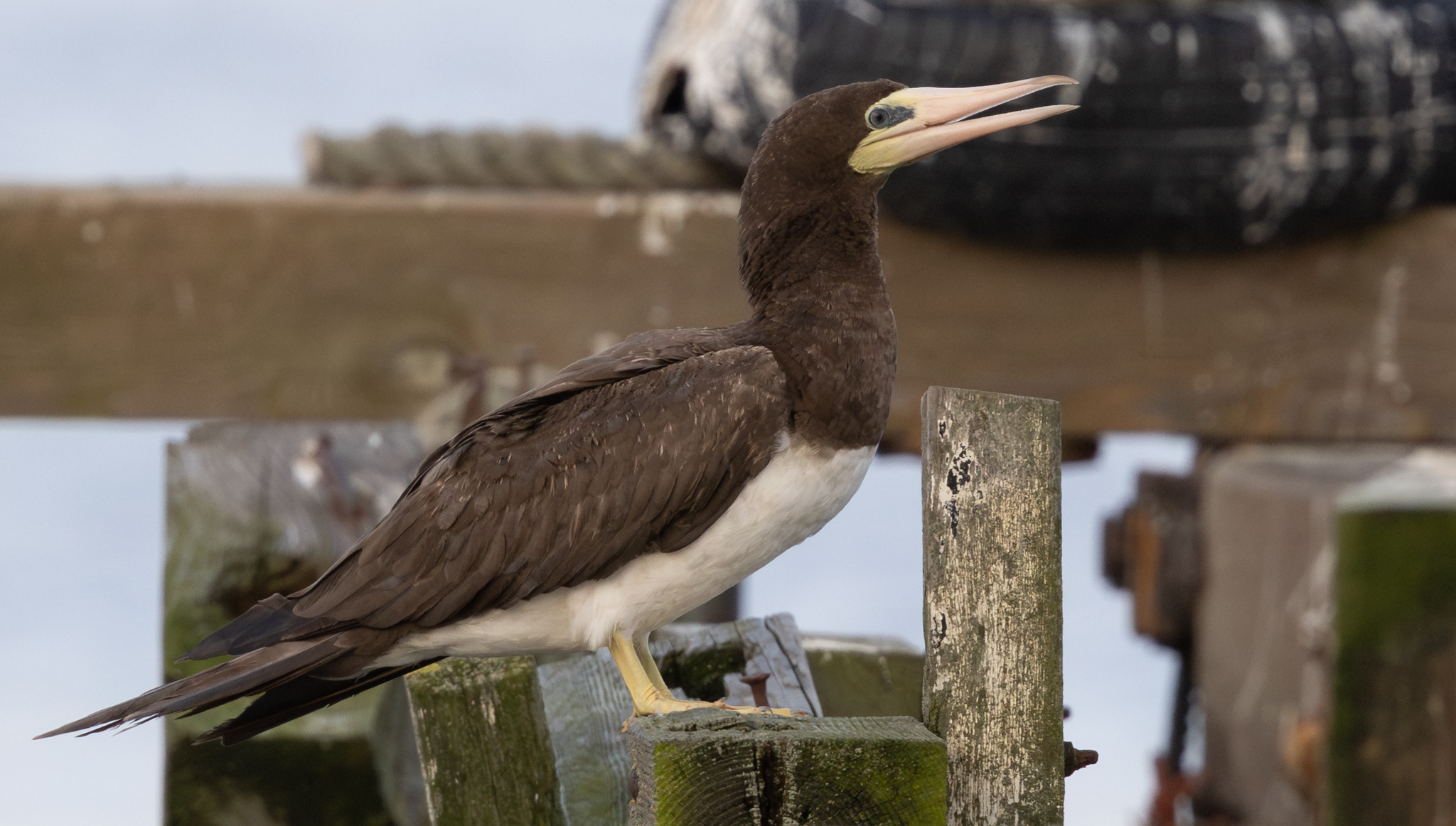 Brown Booby by Martin Loftus - BirdGuides