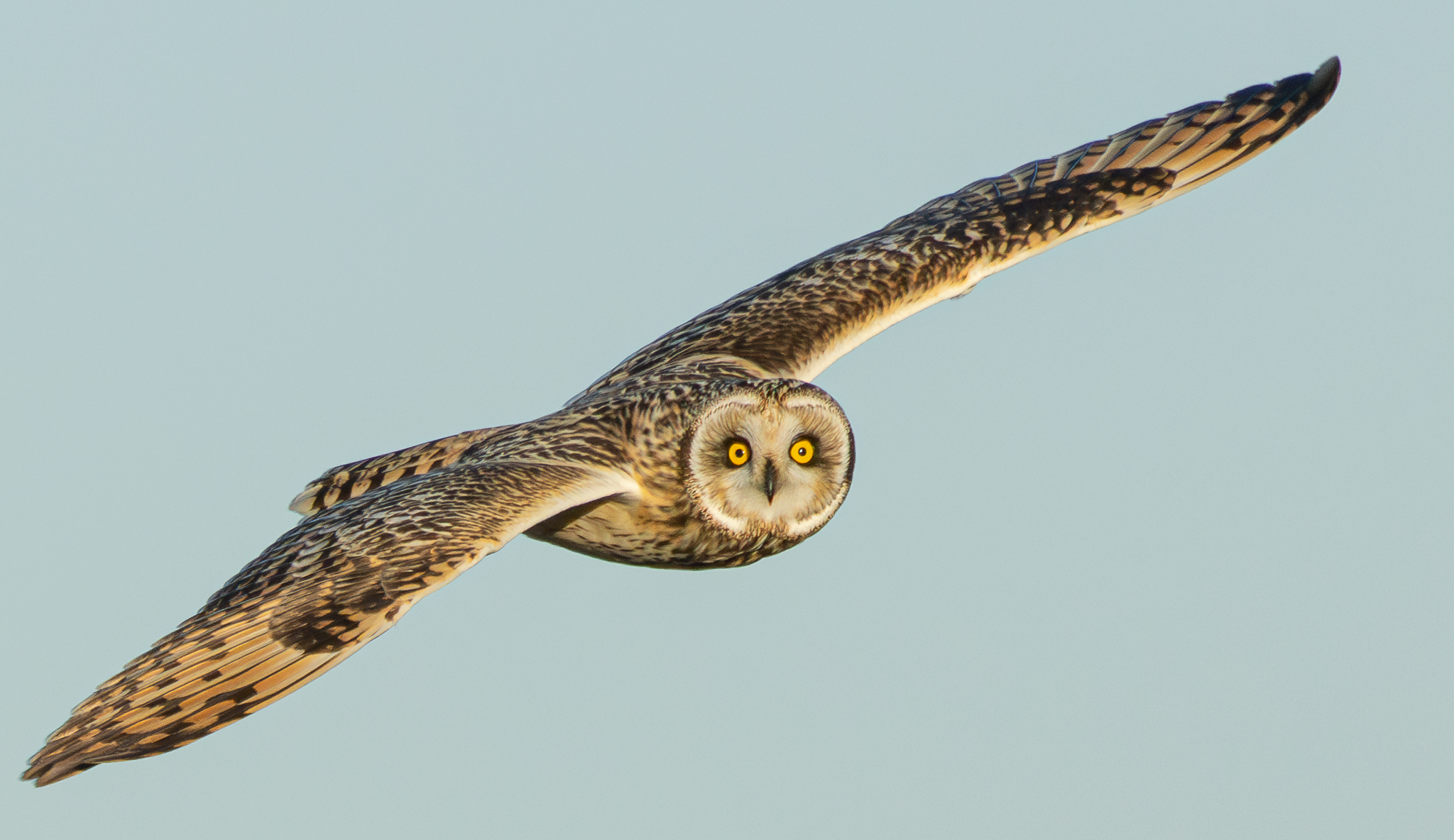 Short-eared Owl by Martin Loftus - BirdGuides