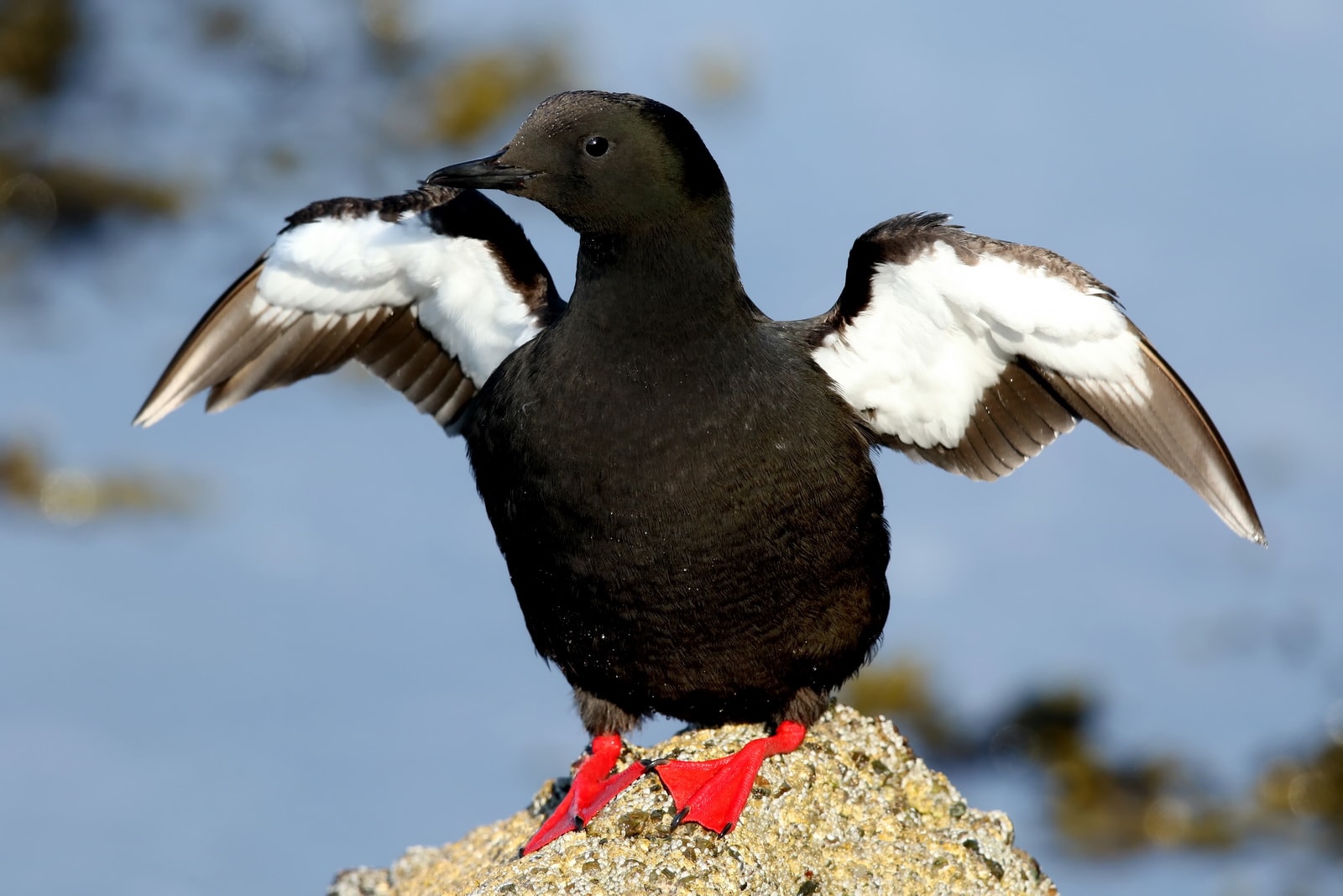 Black Guillemot by Dean Eades - BirdGuides