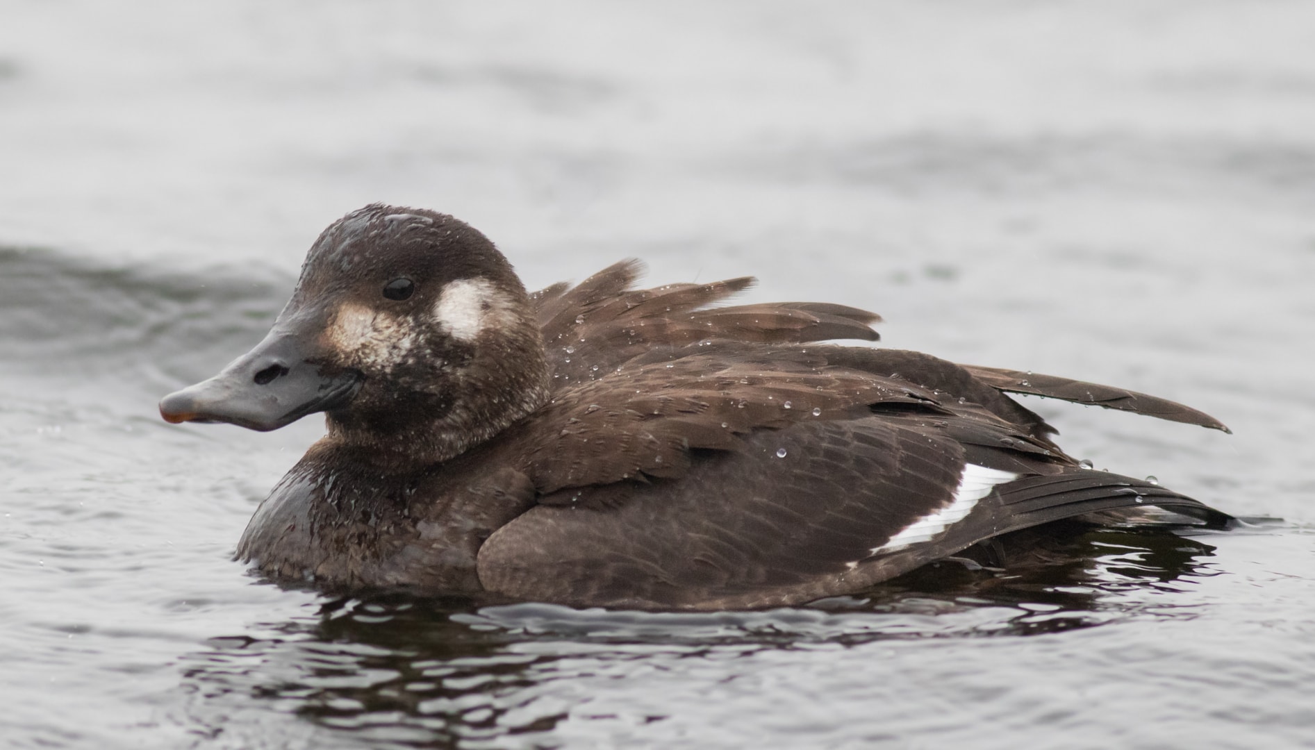 Velvet Scoter by Martin Loftus - BirdGuides