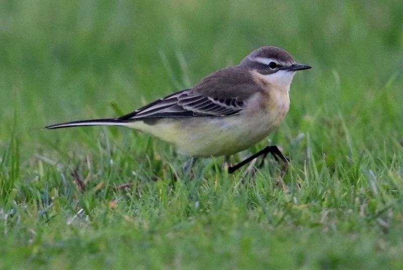 Details : Blue-headed Wagtail - BirdGuides