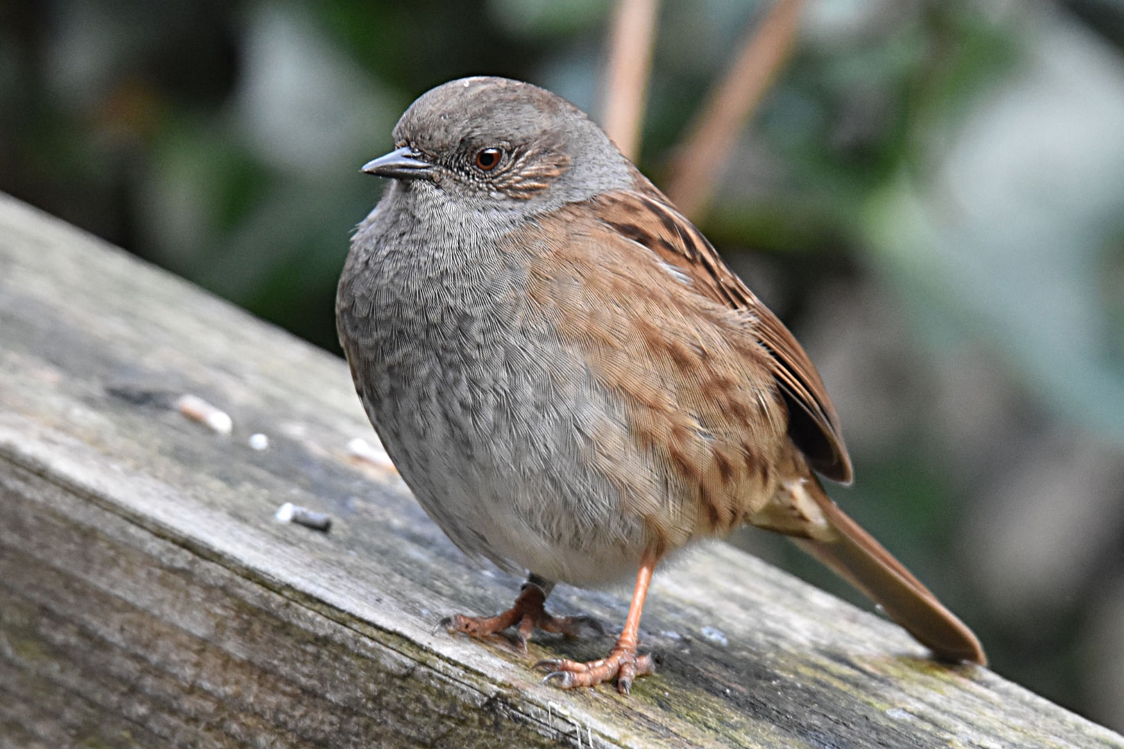 Dunnock by Fausto Riccioni - BirdGuides