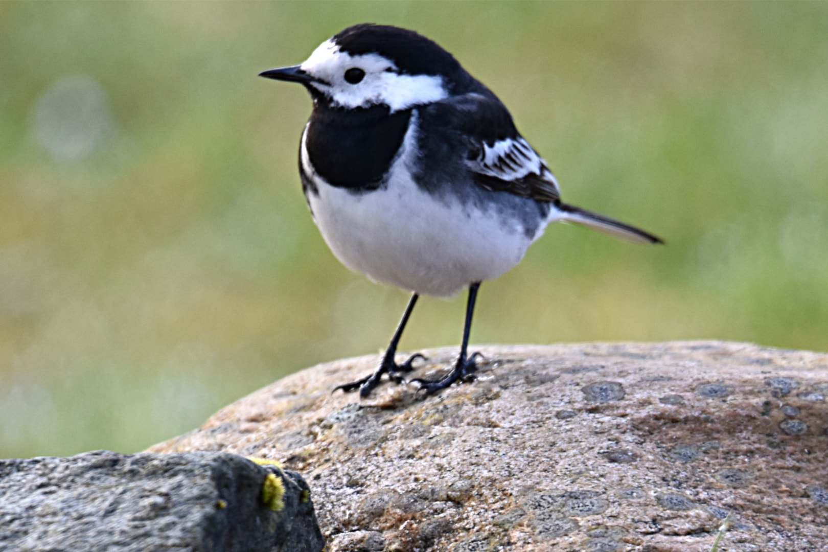 Pied Wagtail by Sheila Riccioni - BirdGuides