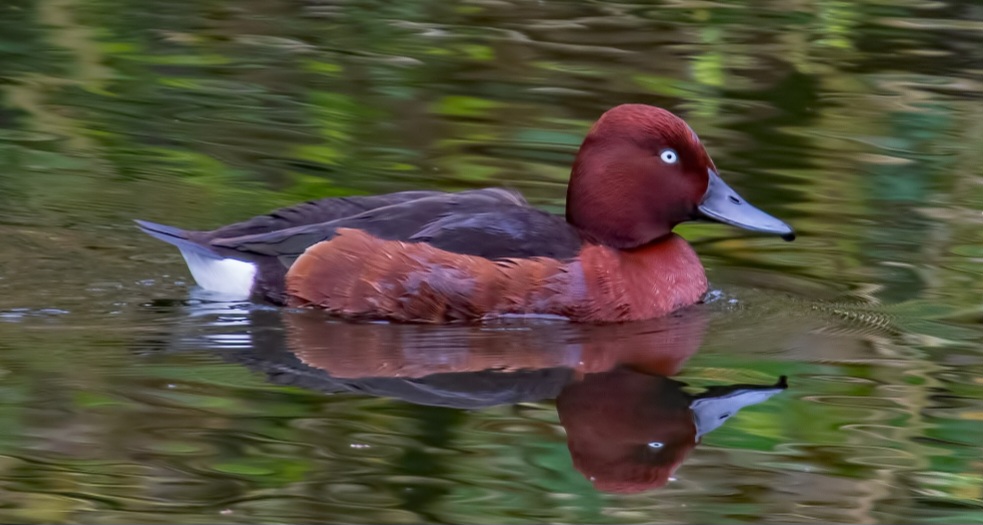 Ferruginous Duck by John Tymon - BirdGuides