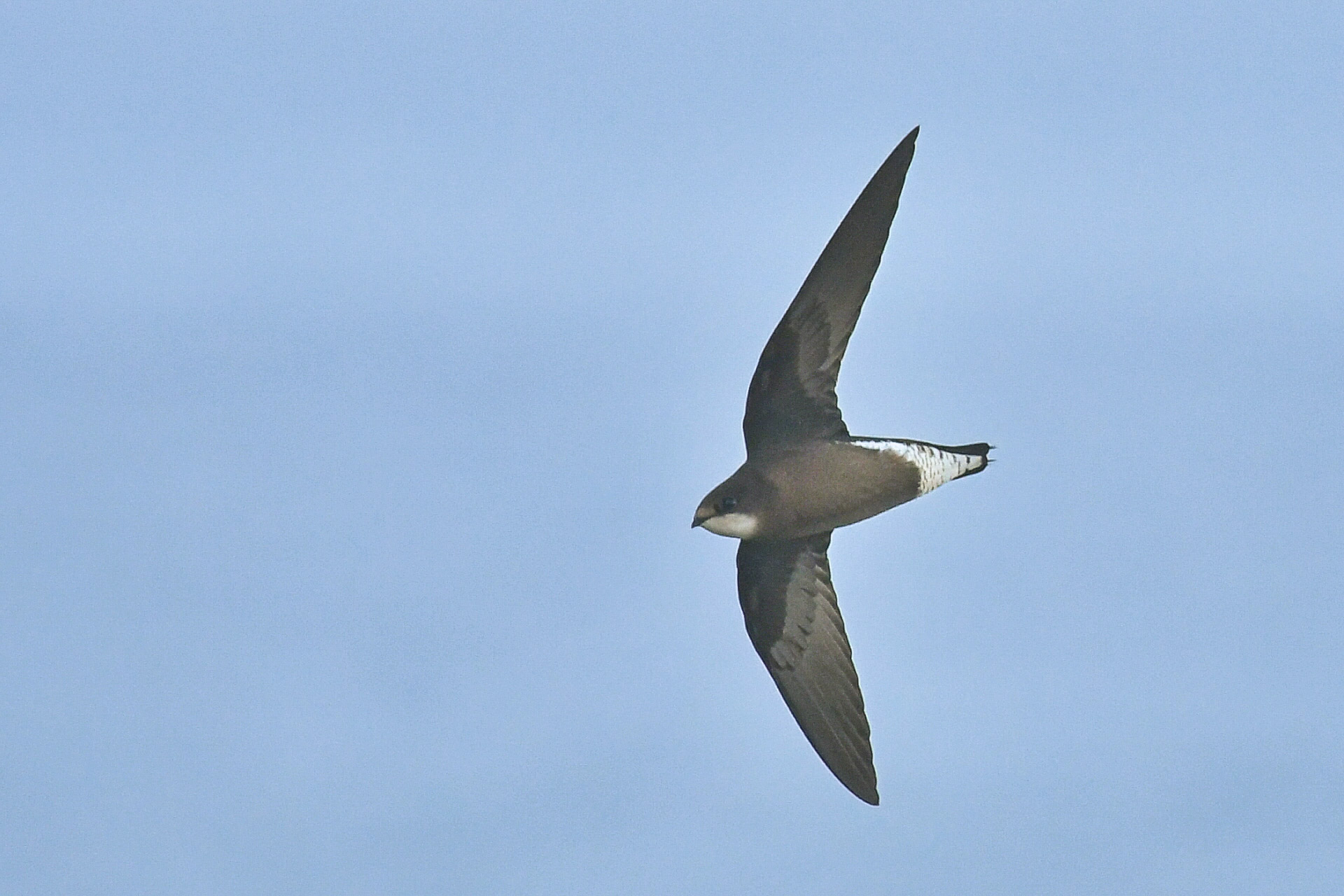White-throated Needletail by Andy Hood - BirdGuides