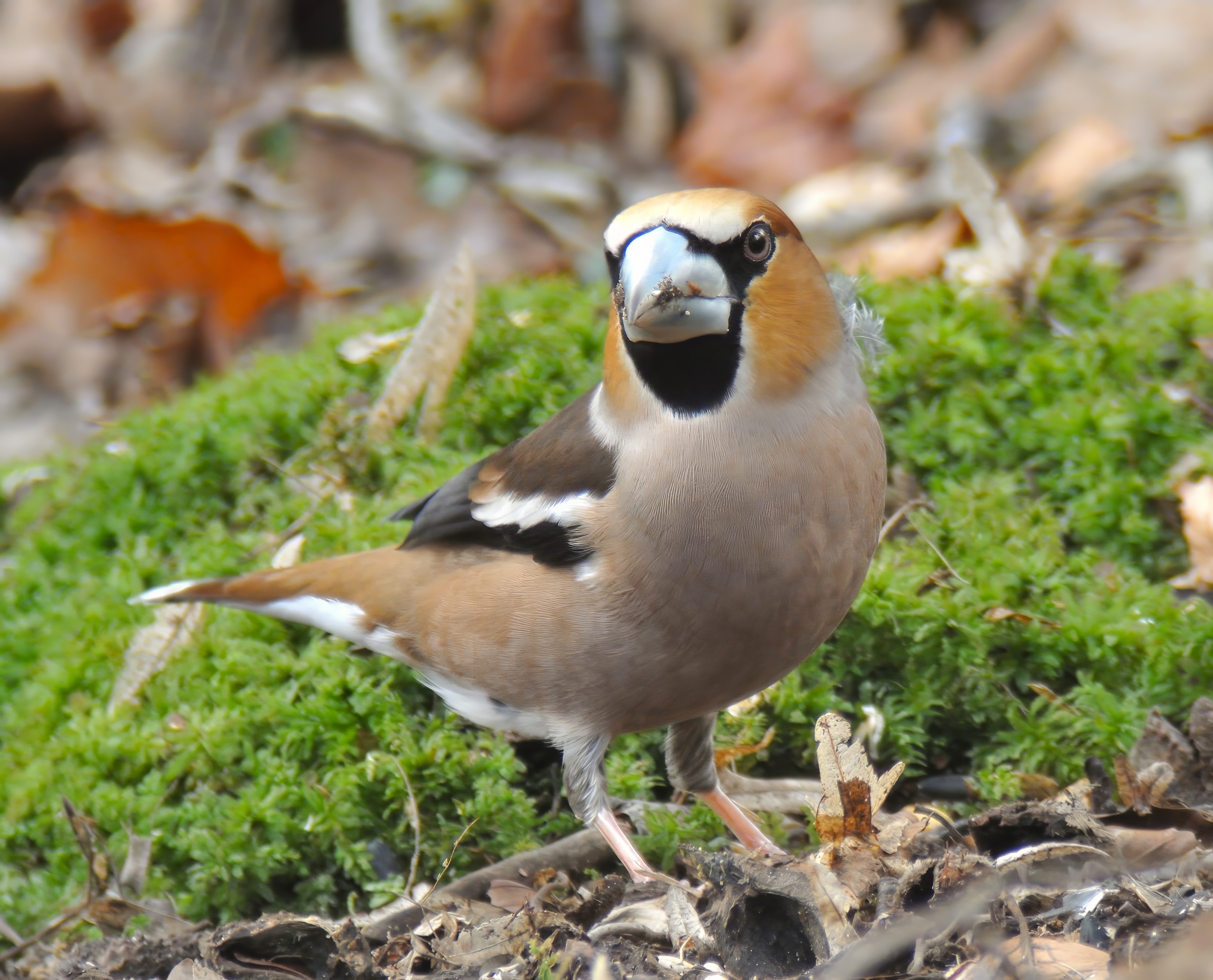 Hawfinch by Jonathan Theobald - BirdGuides
