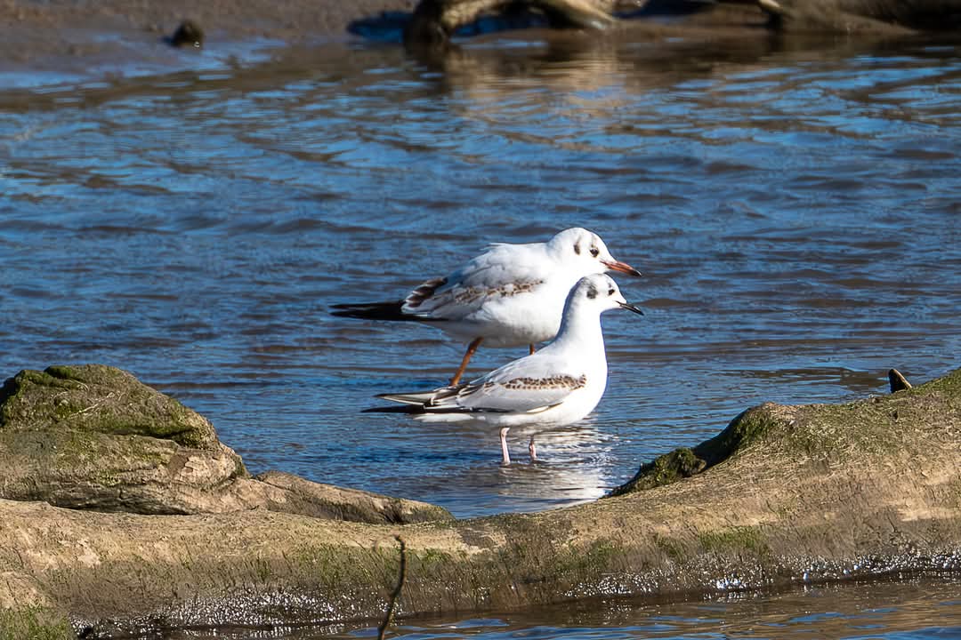 Bonaparte's Gull by Tony Swann - BirdGuides