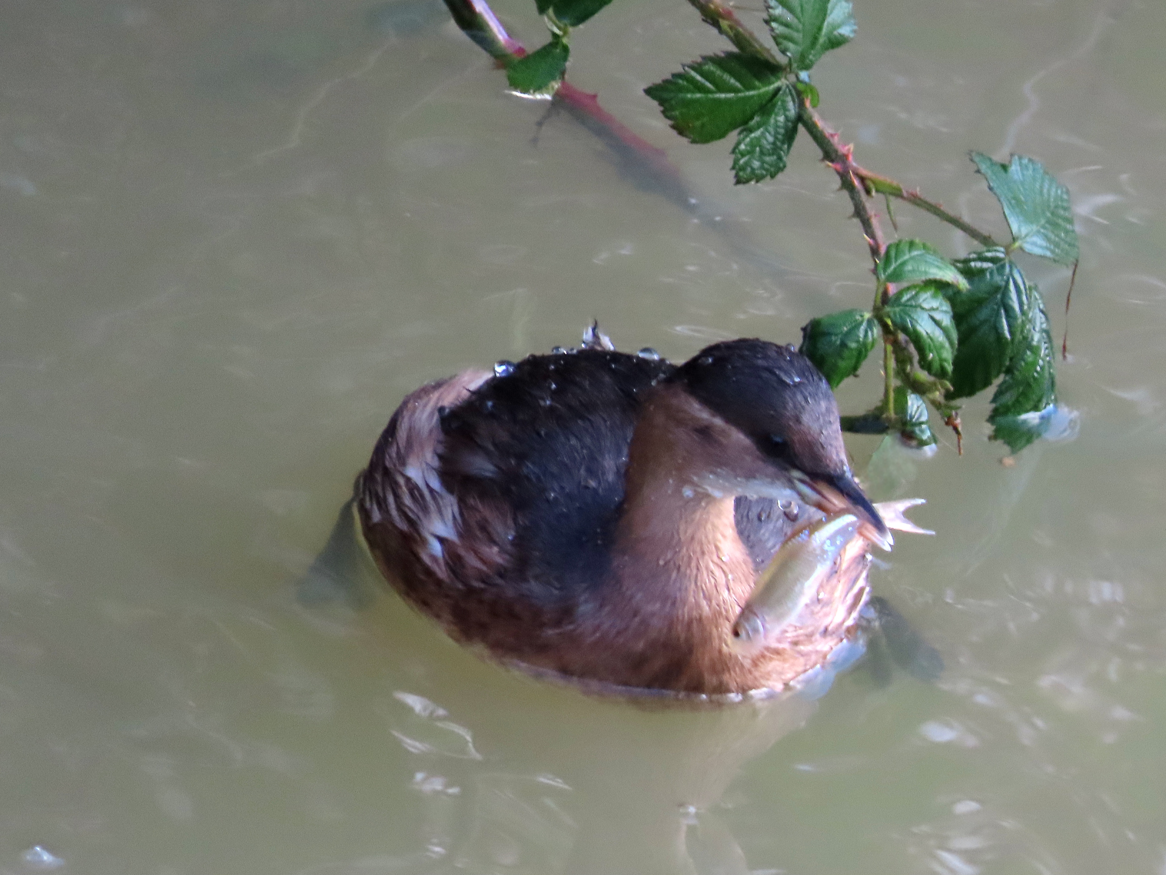 Little Grebe by Howard Butler - BirdGuides