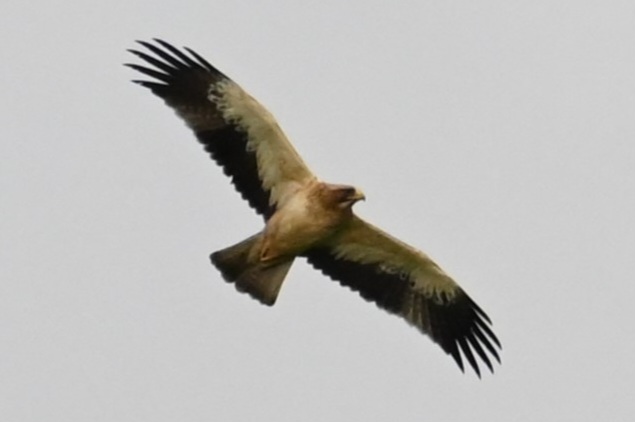 Booted Eagle by David Collins - BirdGuides