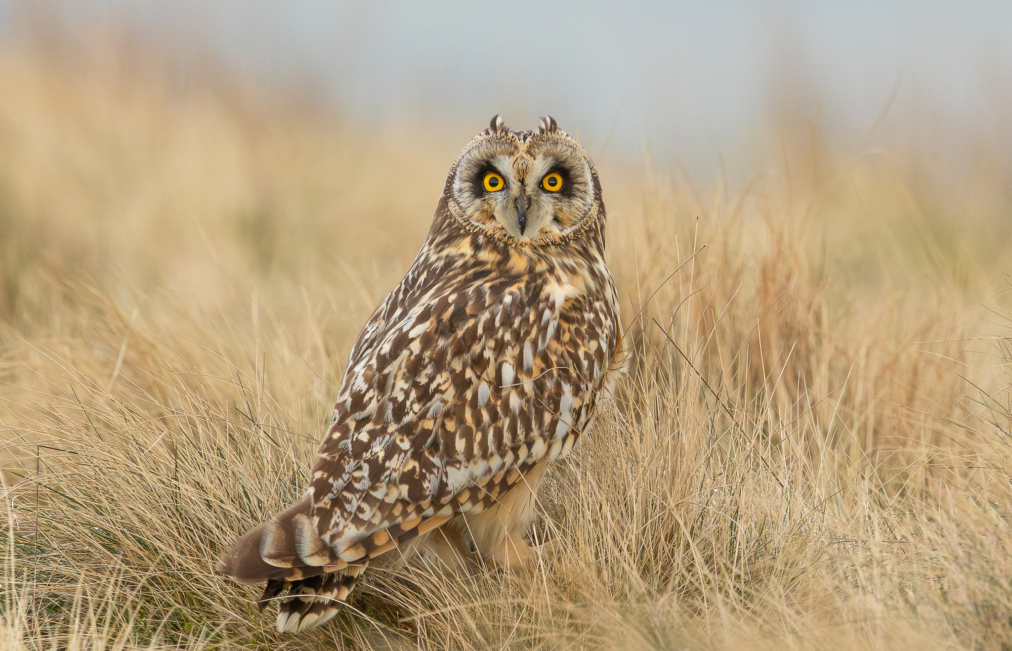 Short-eared Owl by Martin Loftus - BirdGuides