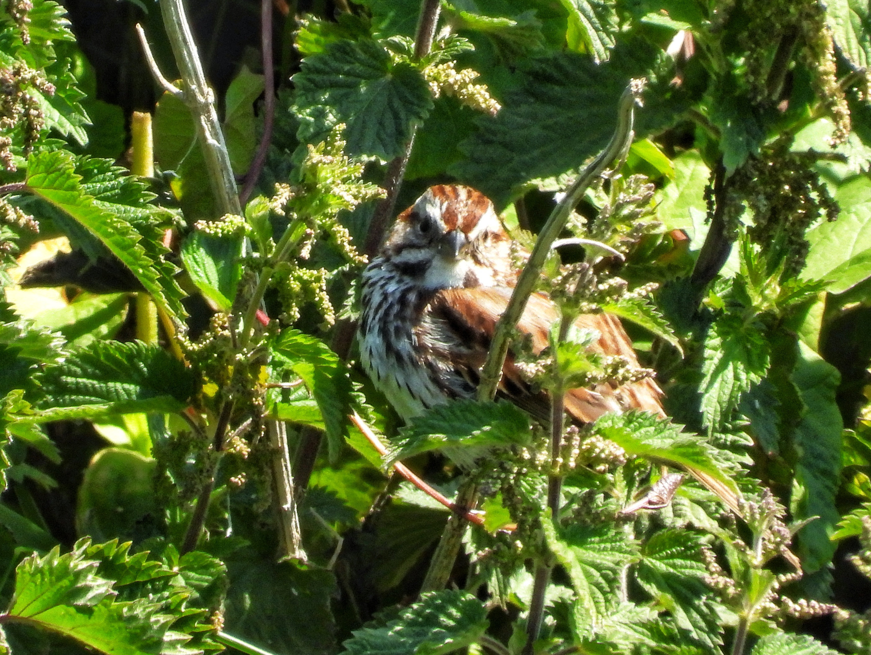 Song Sparrow by Nigel Leeming - BirdGuides