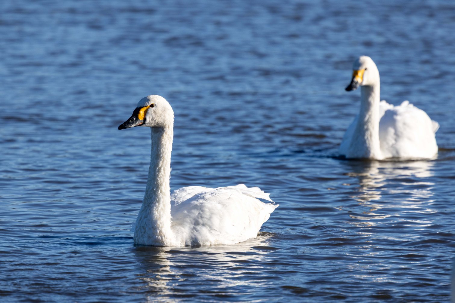 Bewick's Swan by Sam Walker - BirdGuides