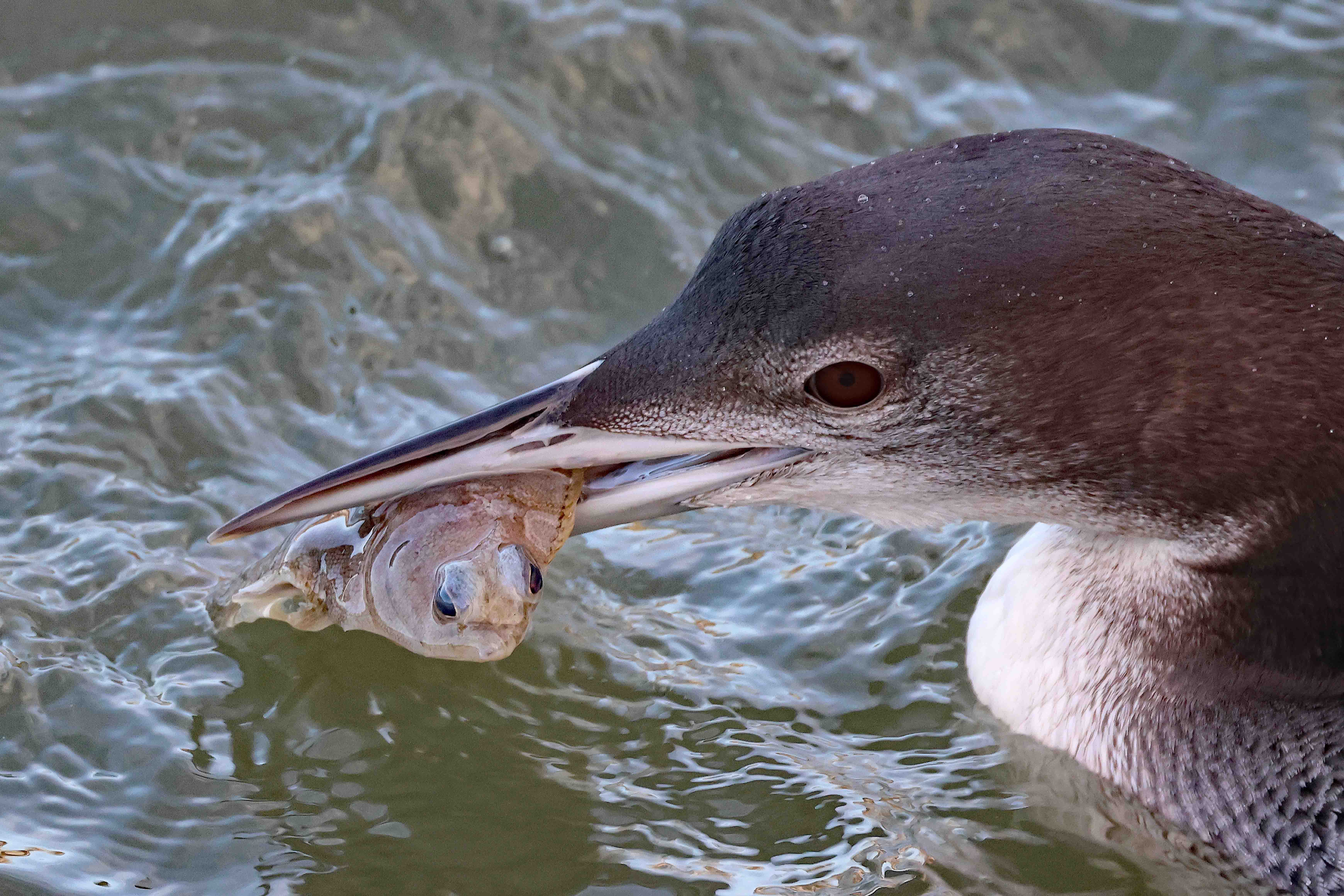 Great Northern Diver by Christopher Bell - BirdGuides