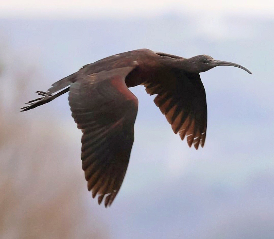 Lancaster Birdwatching Site - BirdGuides