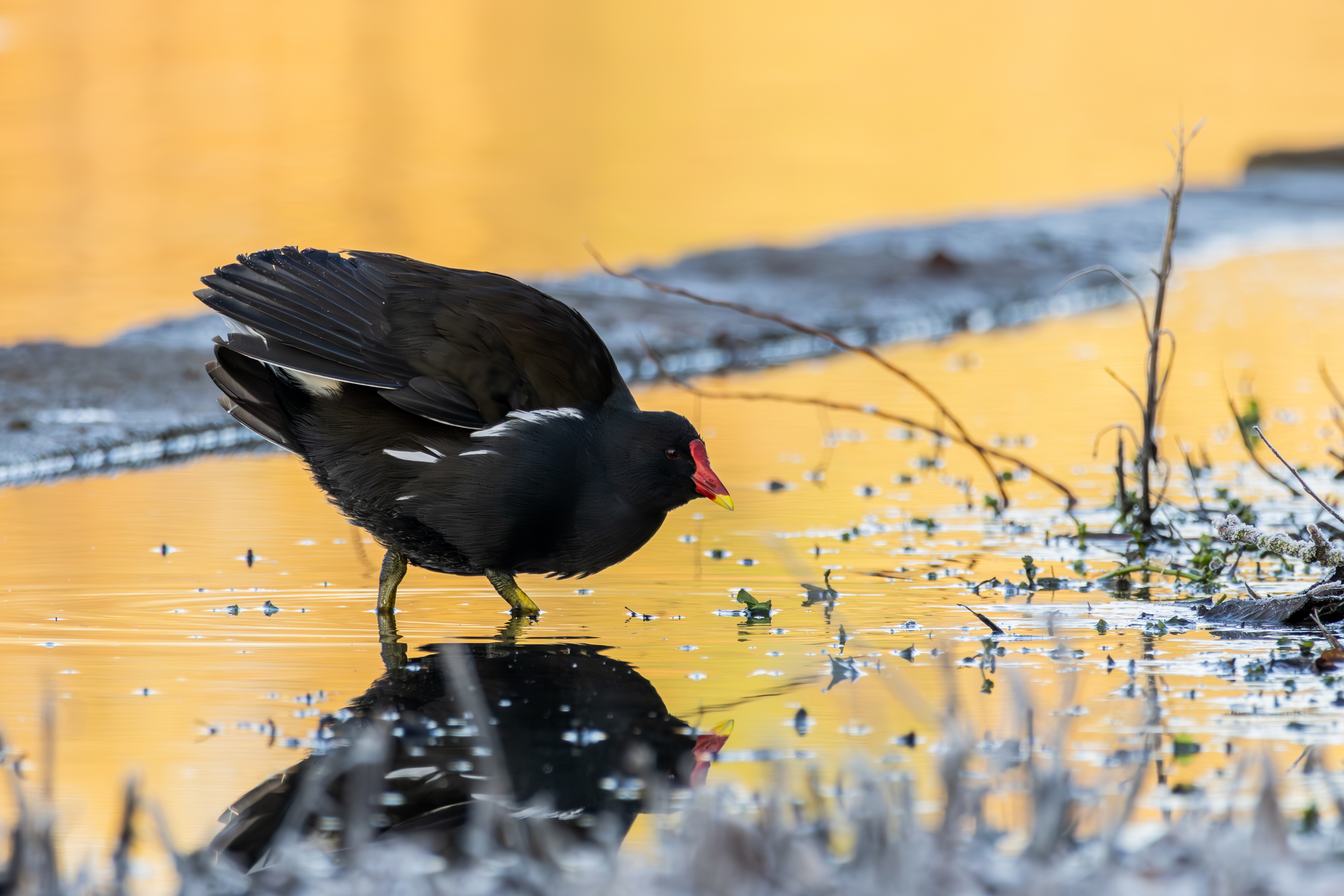 Common Moorhen by John Smith - BirdGuides