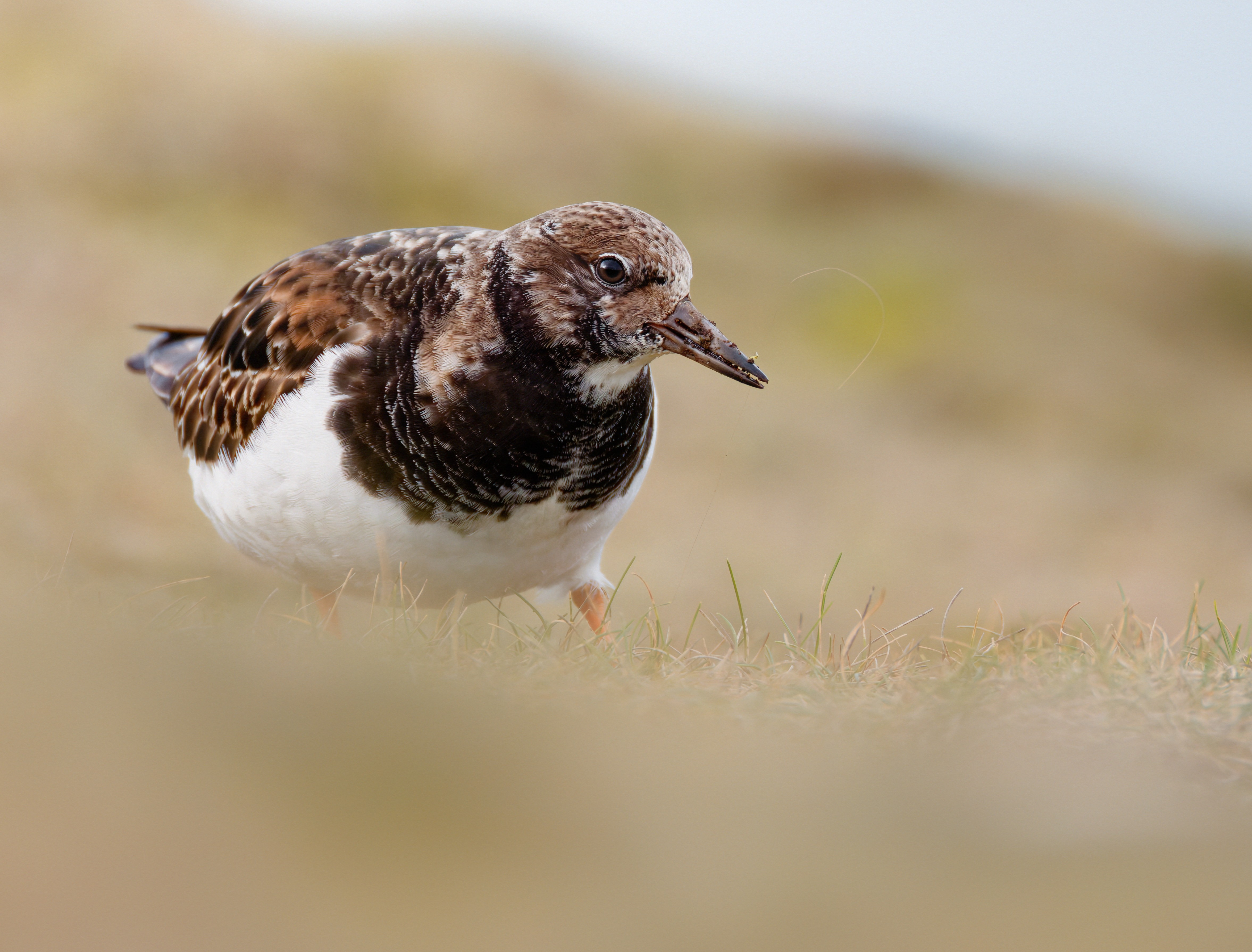 Ruddy Turnstone by Jo Noon - BirdGuides