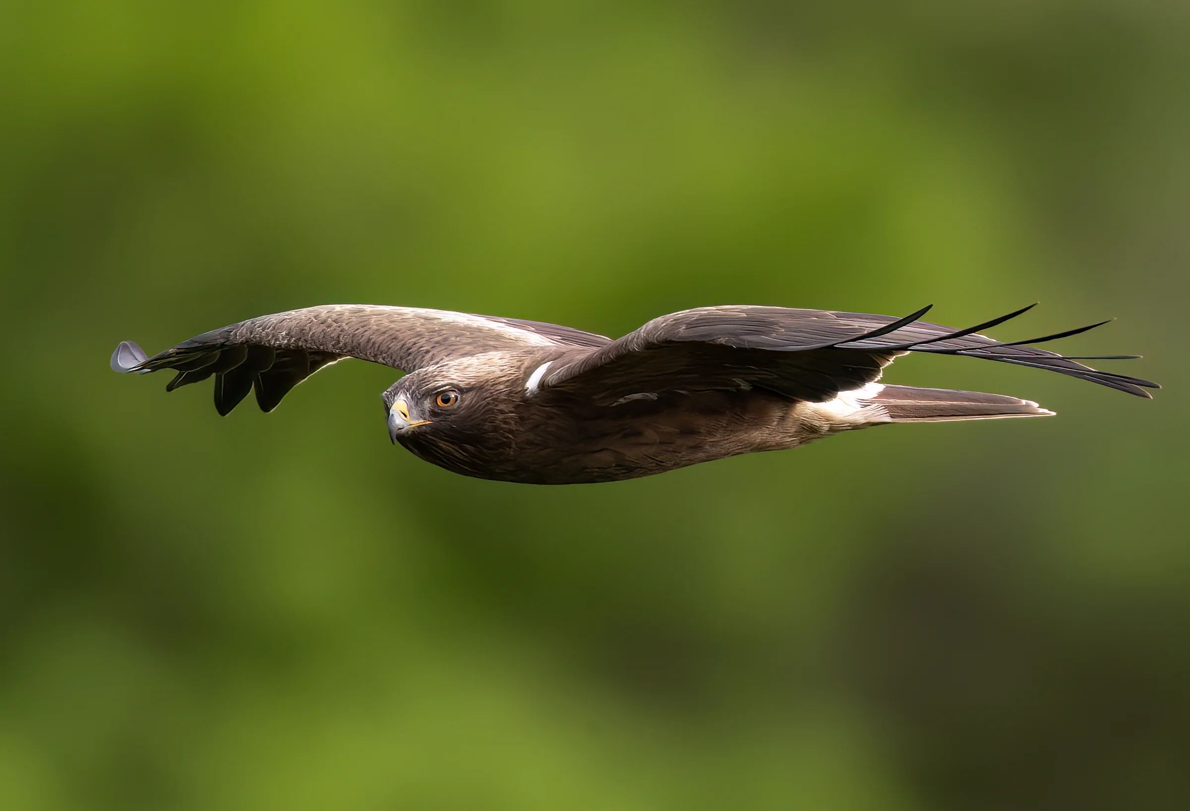 Details : Booted Eagle - BirdGuides