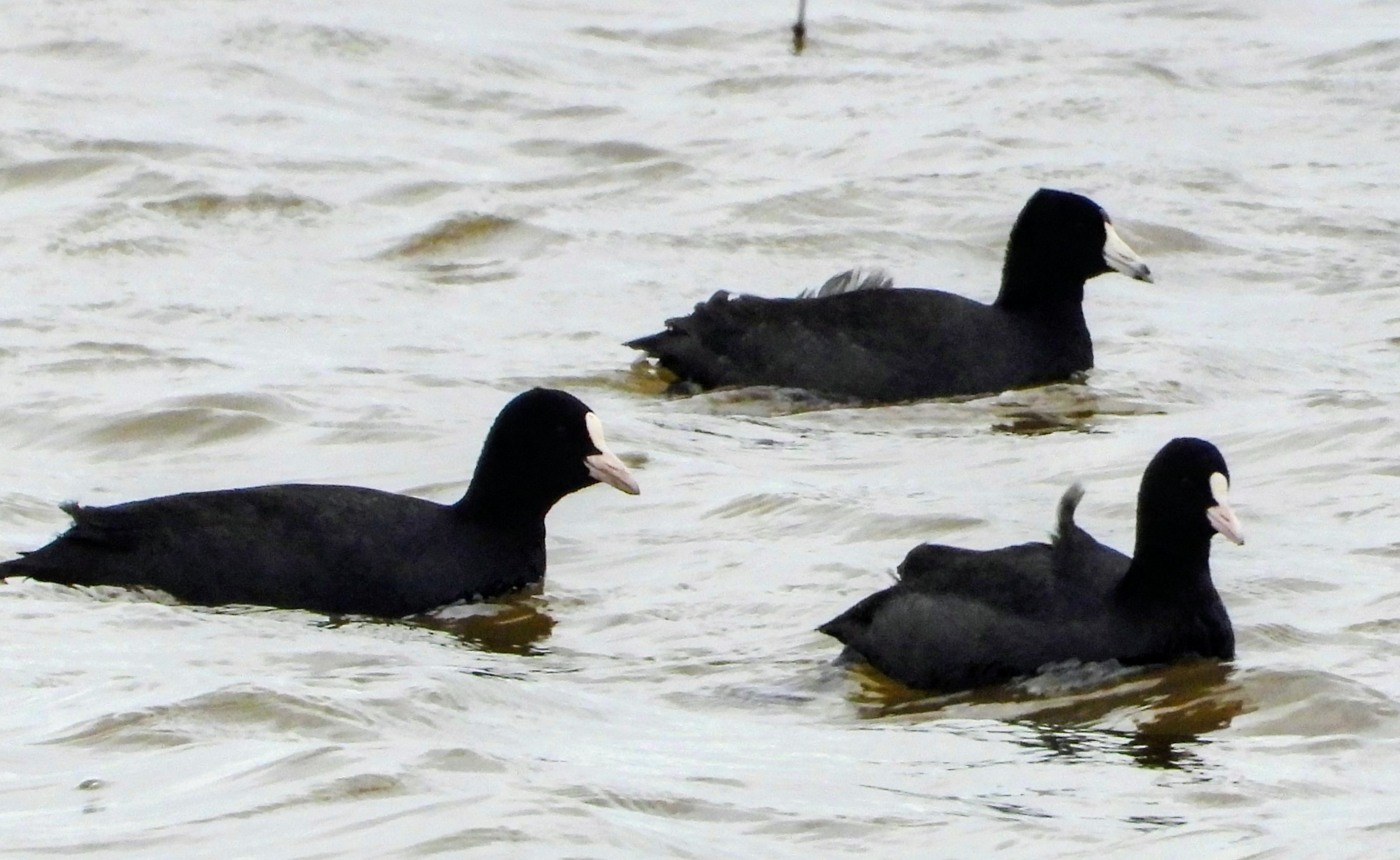 American Coot by Ian Stevenson - BirdGuides
