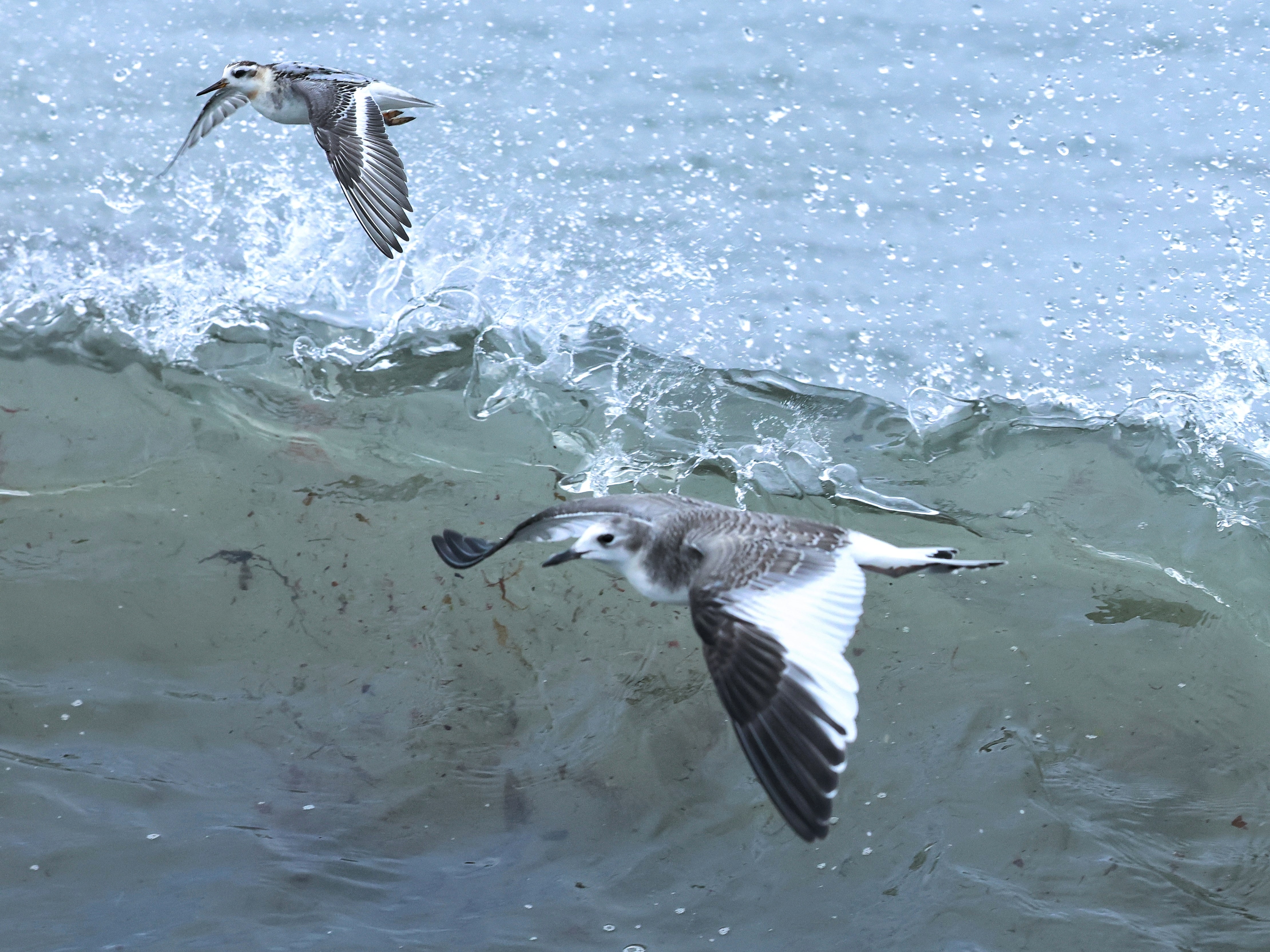 Grey Phalarope by Robert Godden - BirdGuides