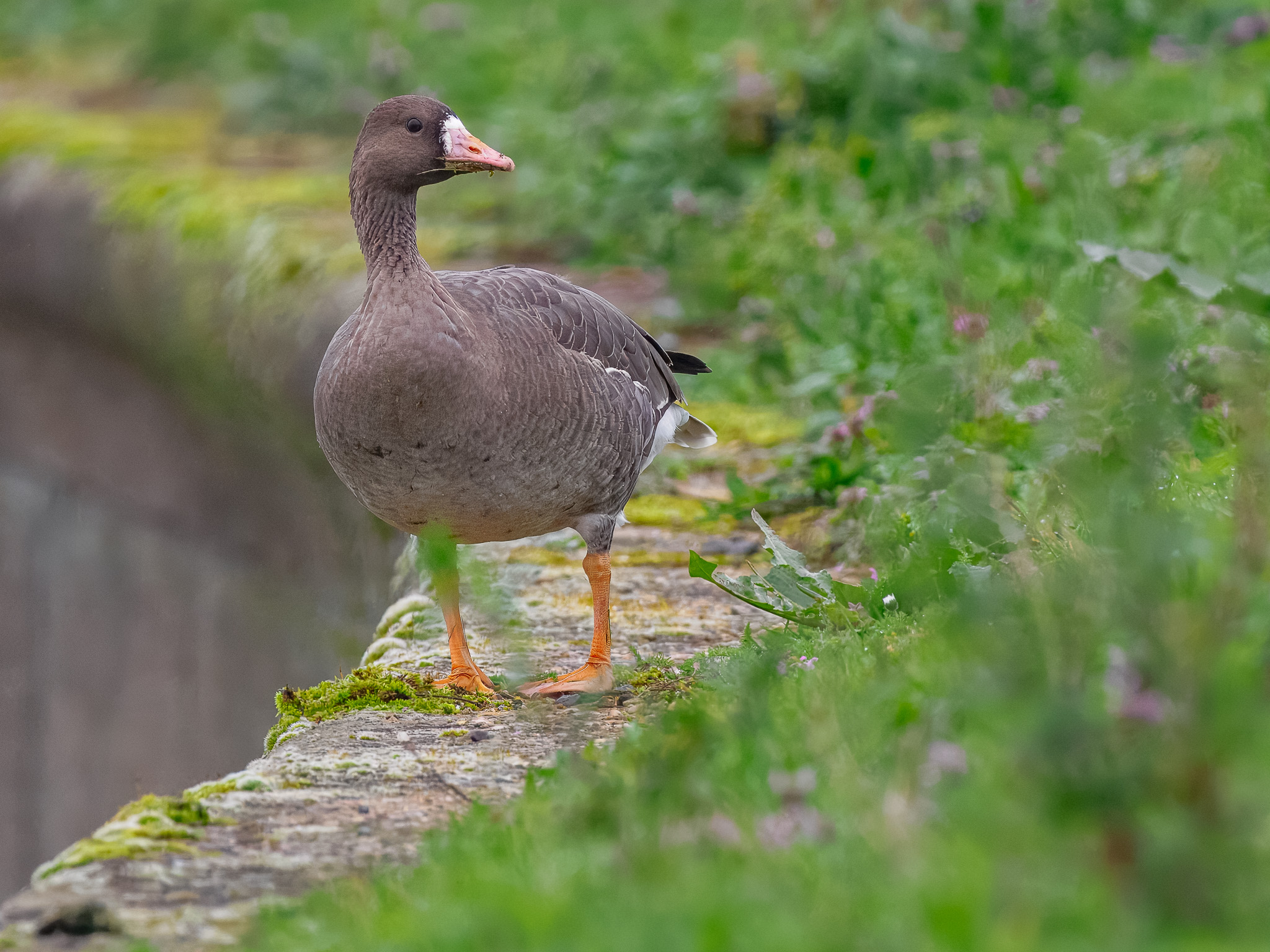 Russian White-fronted Goose by Sam O'Donnell - BirdGuides