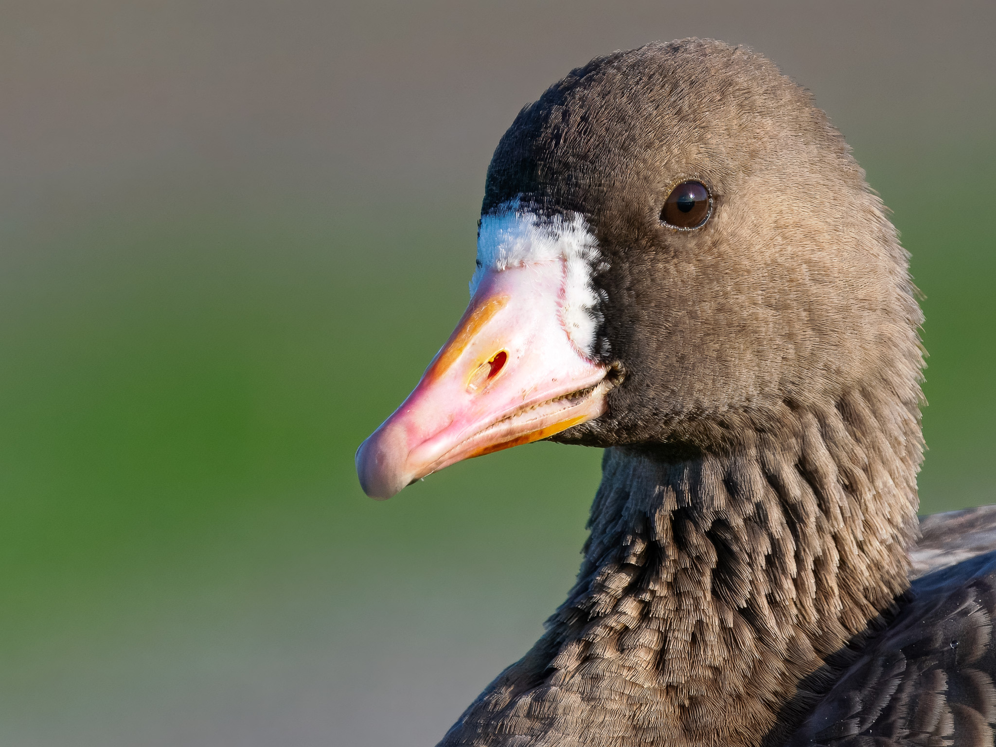 Russian White-fronted Goose by Sam O'Donnell - BirdGuides