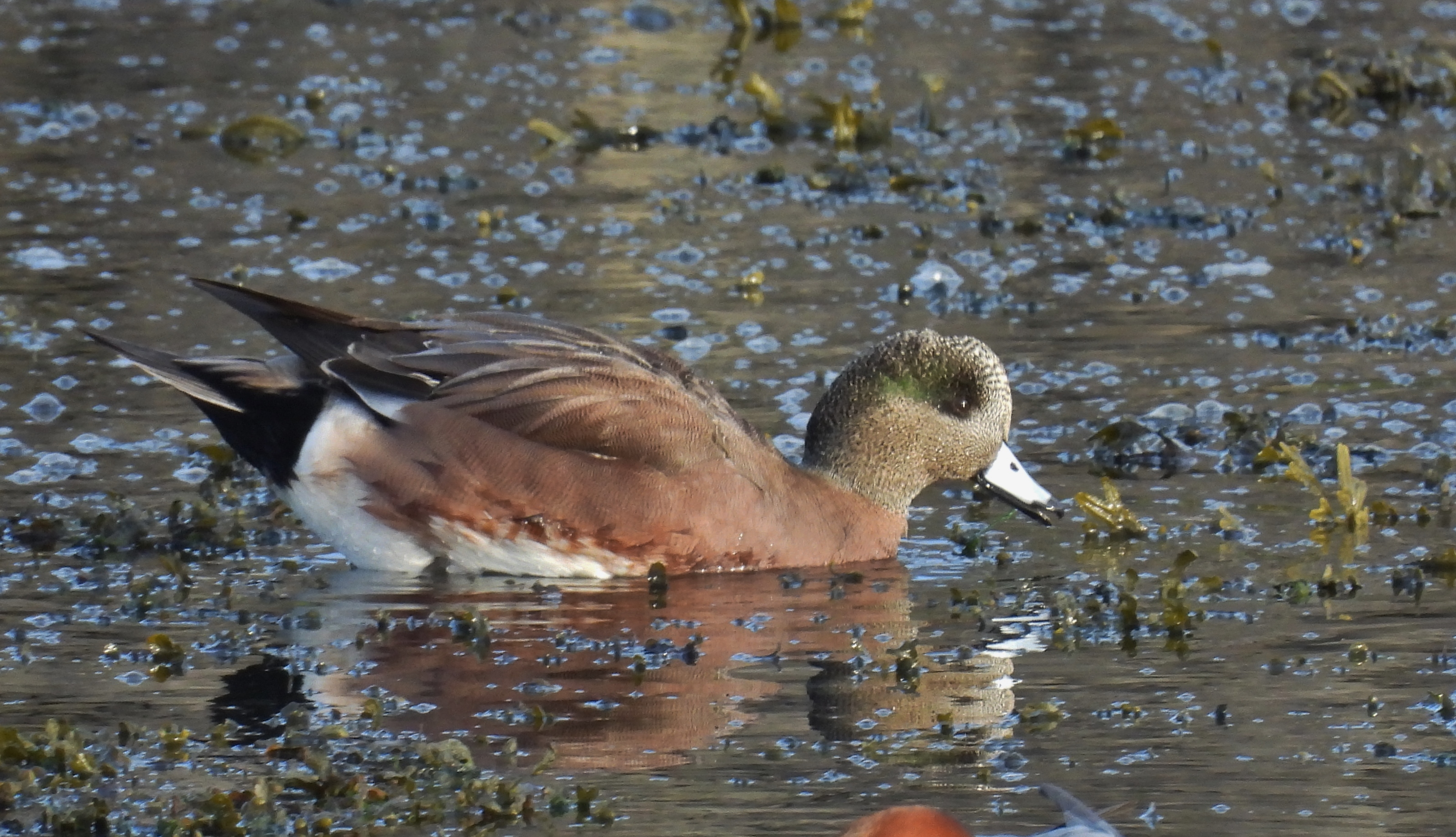 American Wigeon by Barry Howell - BirdGuides