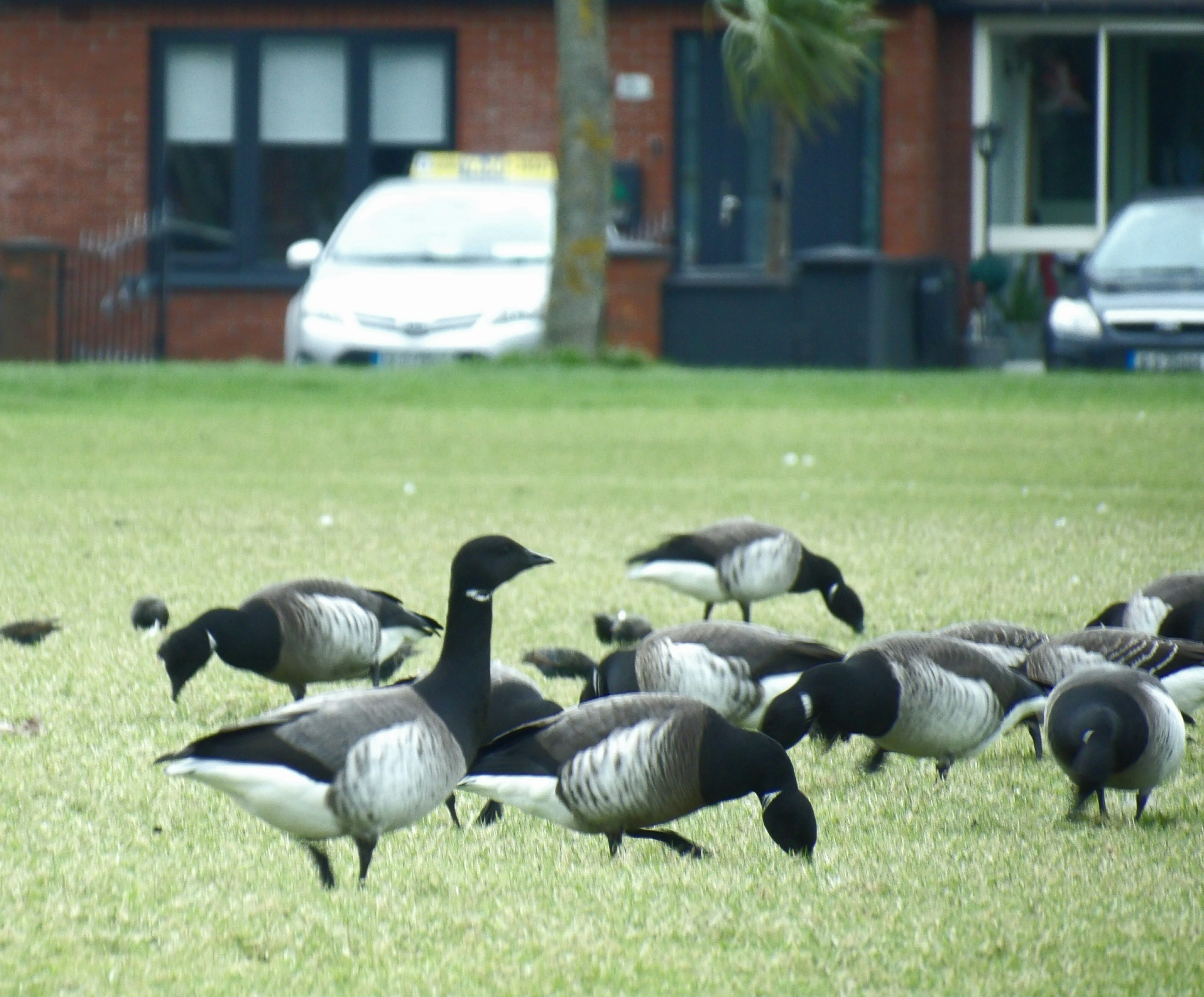 Grey-bellied Brant by Jack Tynan - BirdGuides