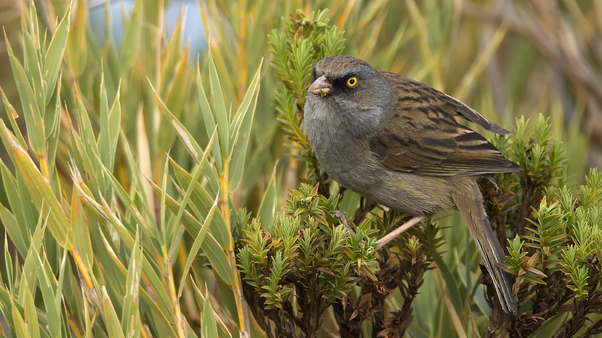 Details : Volcano Junco - BirdGuides
