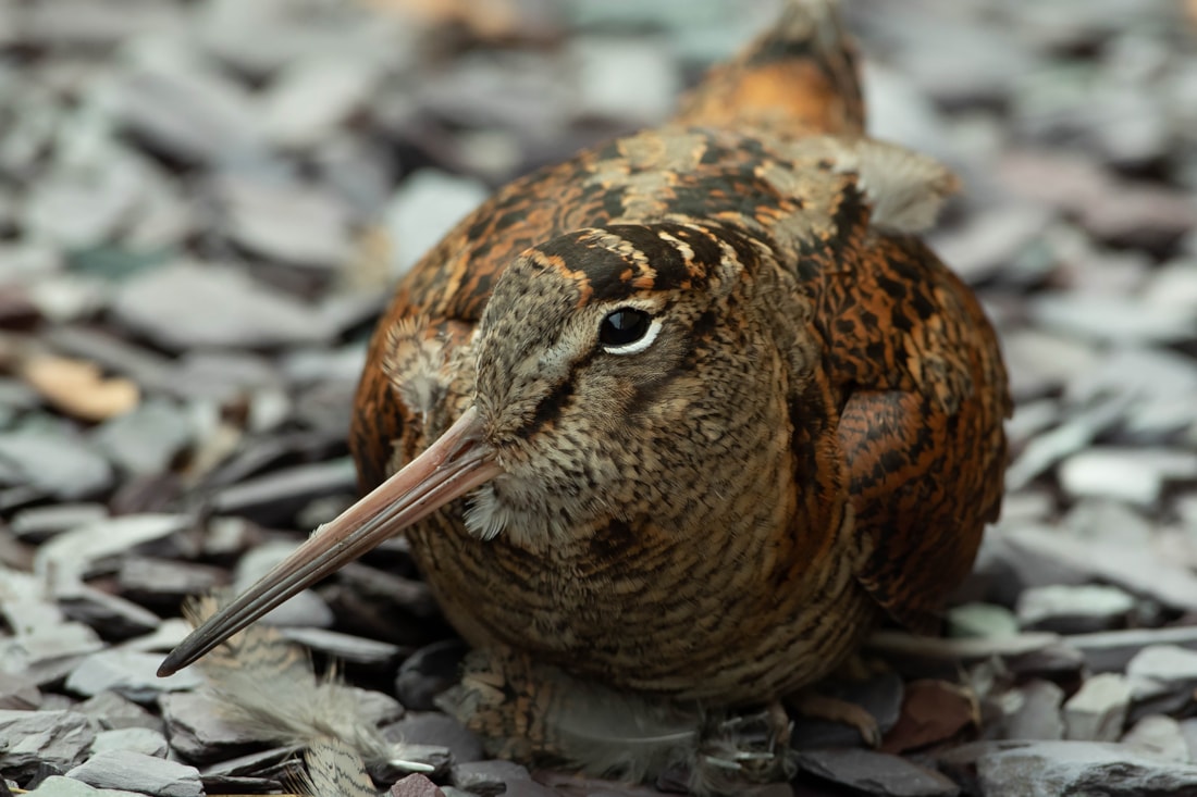 Eurasian Woodcock by Martyn Sidwell - BirdGuides